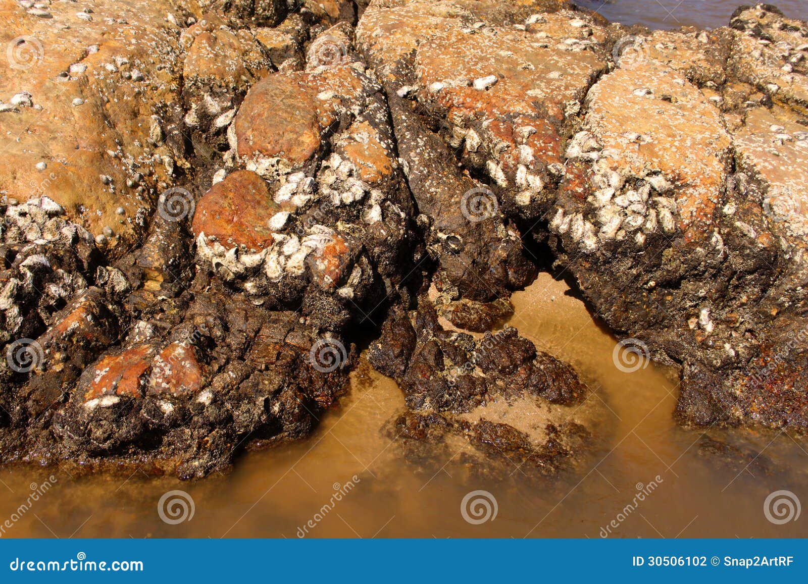 Sharp Oysters Shells Attached To Sea Rocks Stock Photo - Image of ...