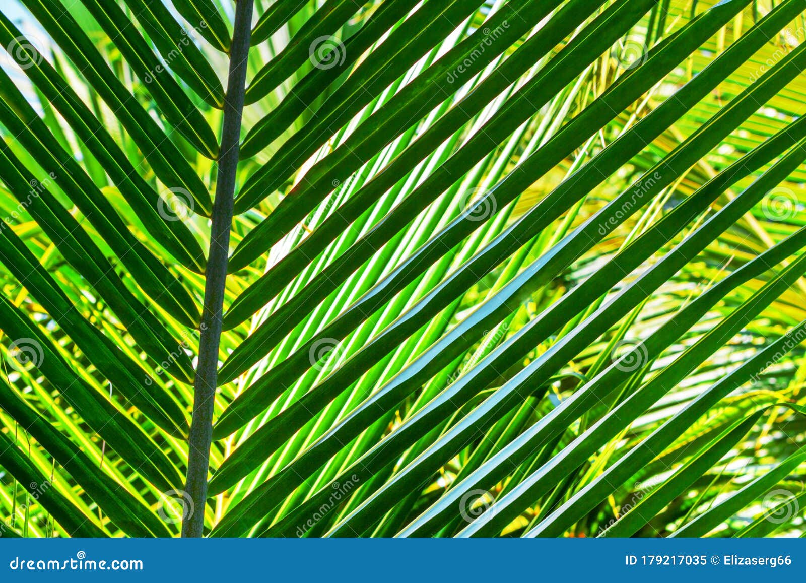 Sharp Palm Leaves in Back Light Stock Image - Image of line, light ...