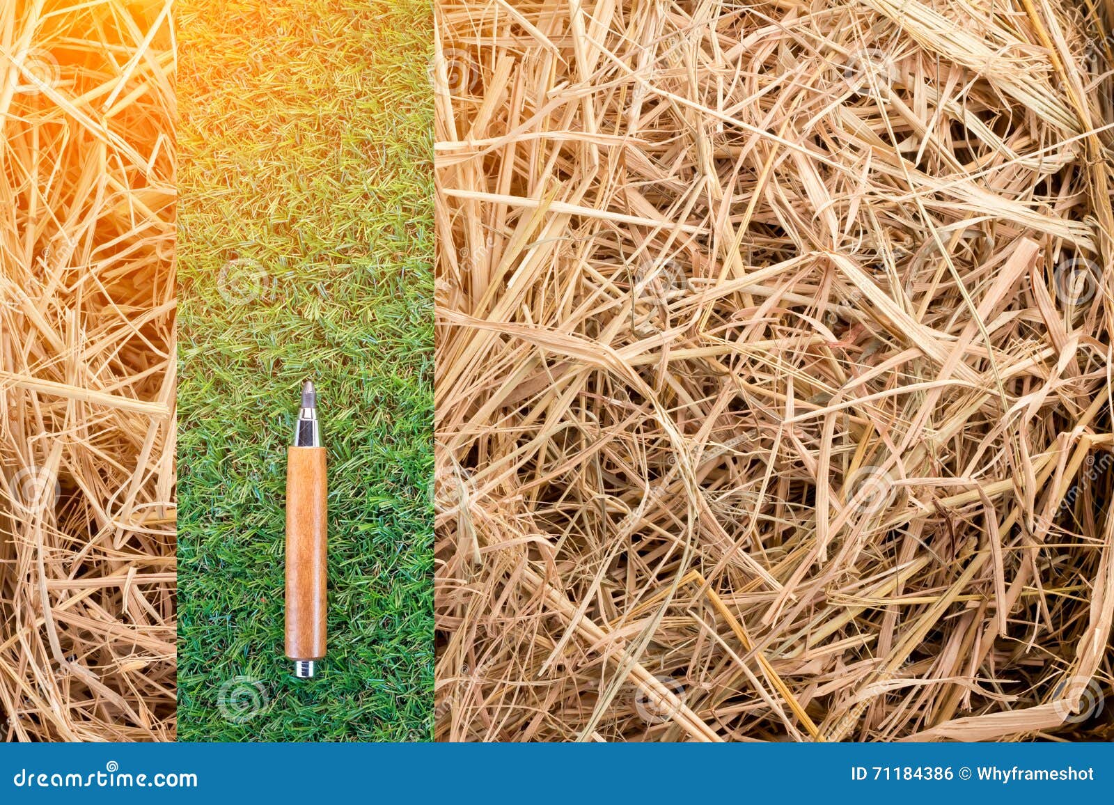 Sharp Pencil on Green Grassand Dry Grass Texture Background Stock Photo ...