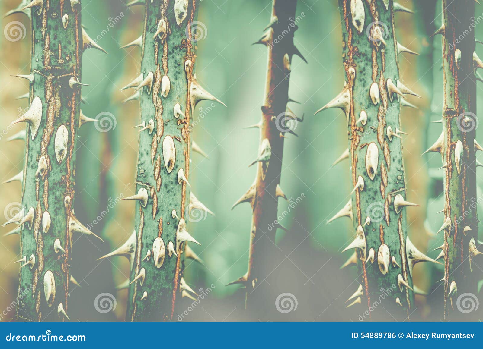 Sharp plants background stock photo. Image of stems, beautiful - 54889786