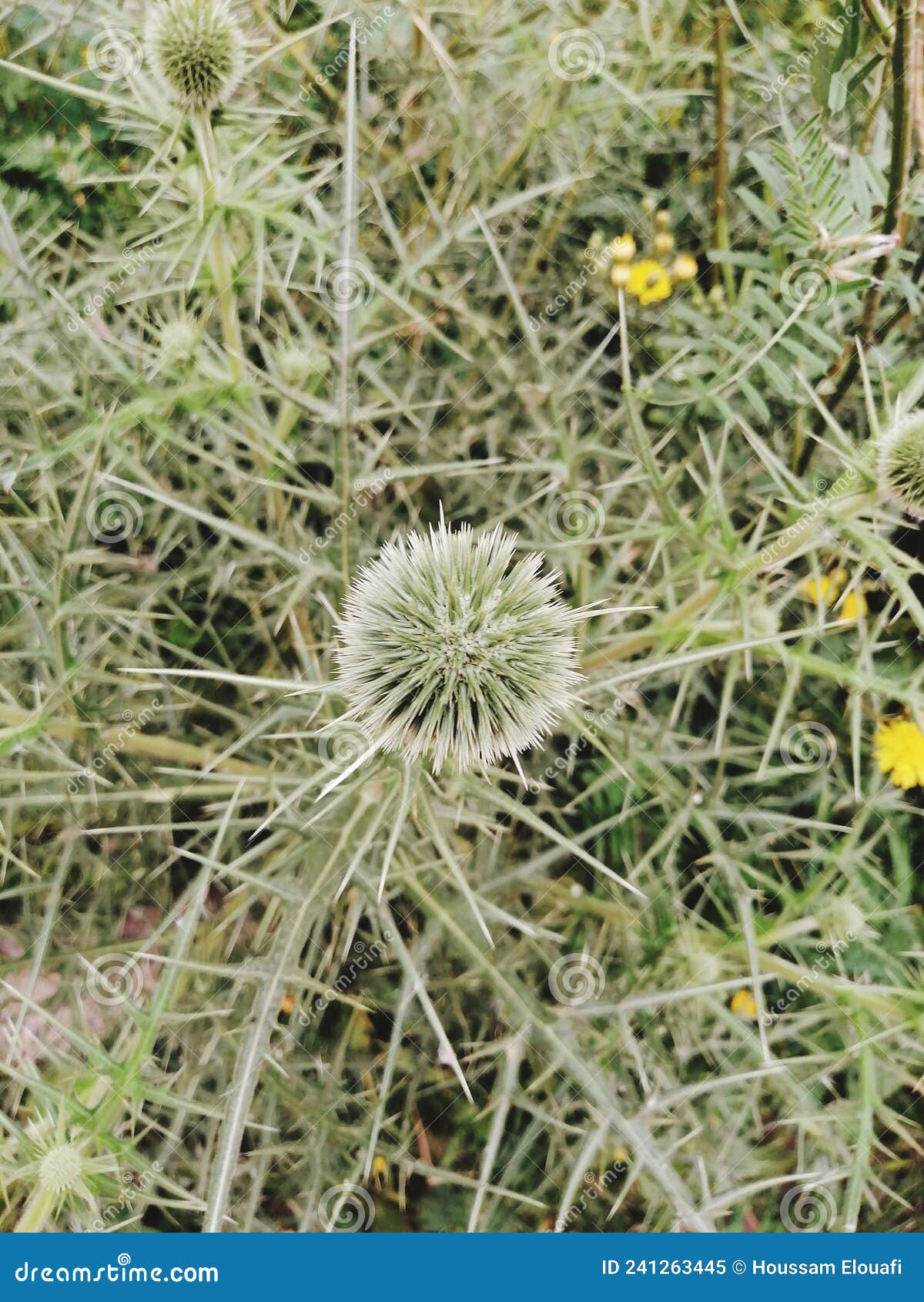 Sharp plants in a garden stock image. Image of nature - 241263445