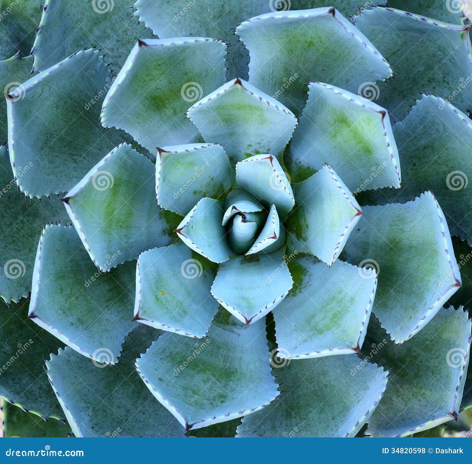 Sharp pointed agave leaves stock photo. Image of concentric - 34820598