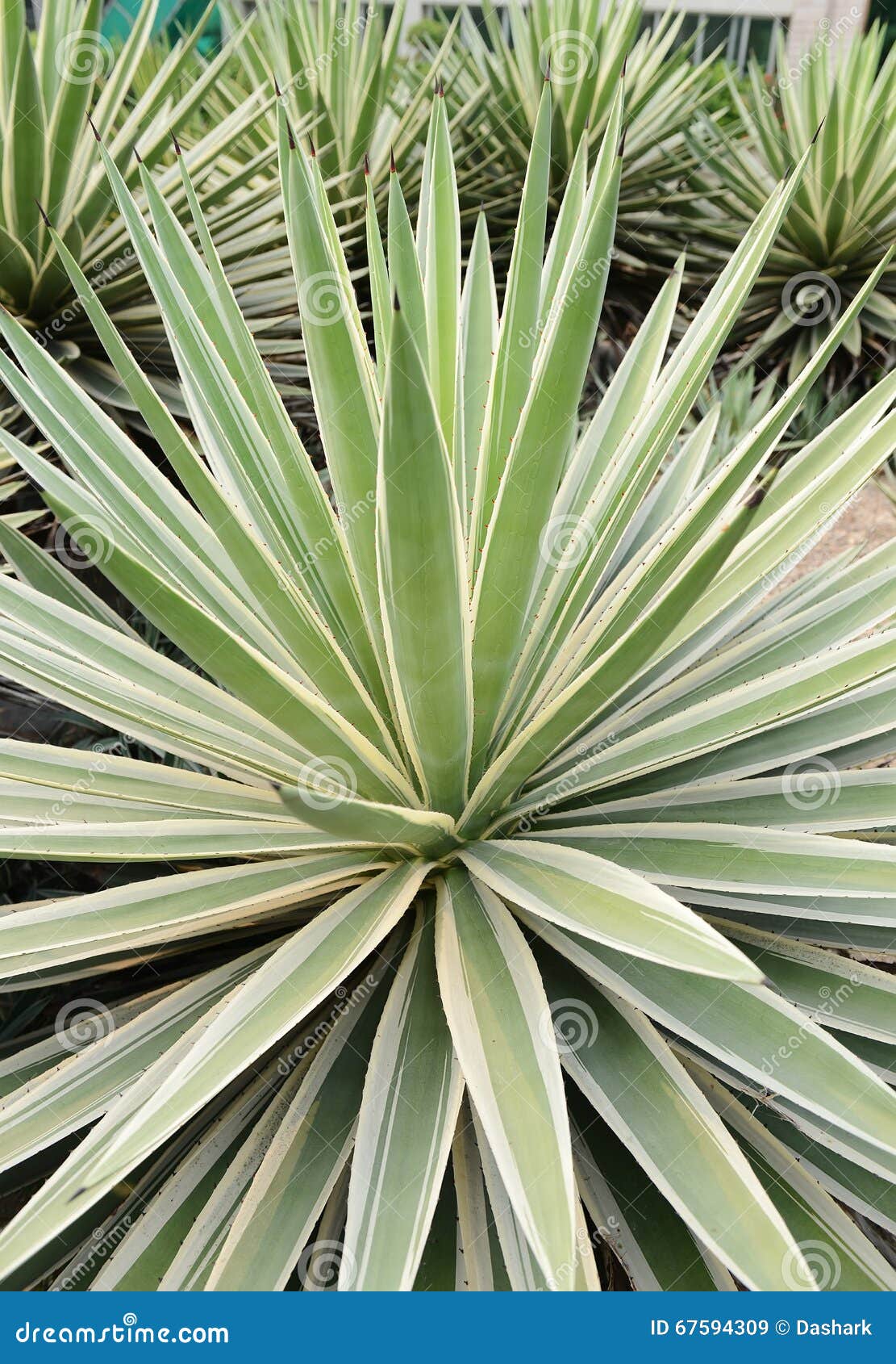 Sharp pointed agave leaves stock image. Image of closeup - 67594309