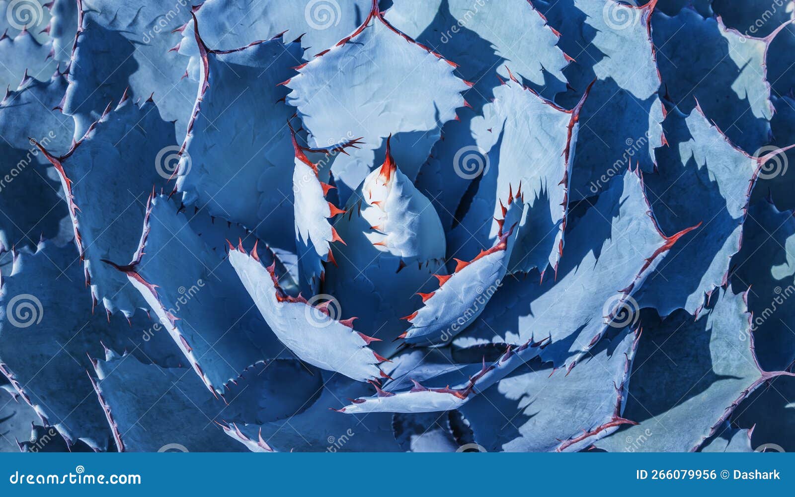 Sharp Pointed Agave Plant Leaves Stock Photo - Image of pattern ...