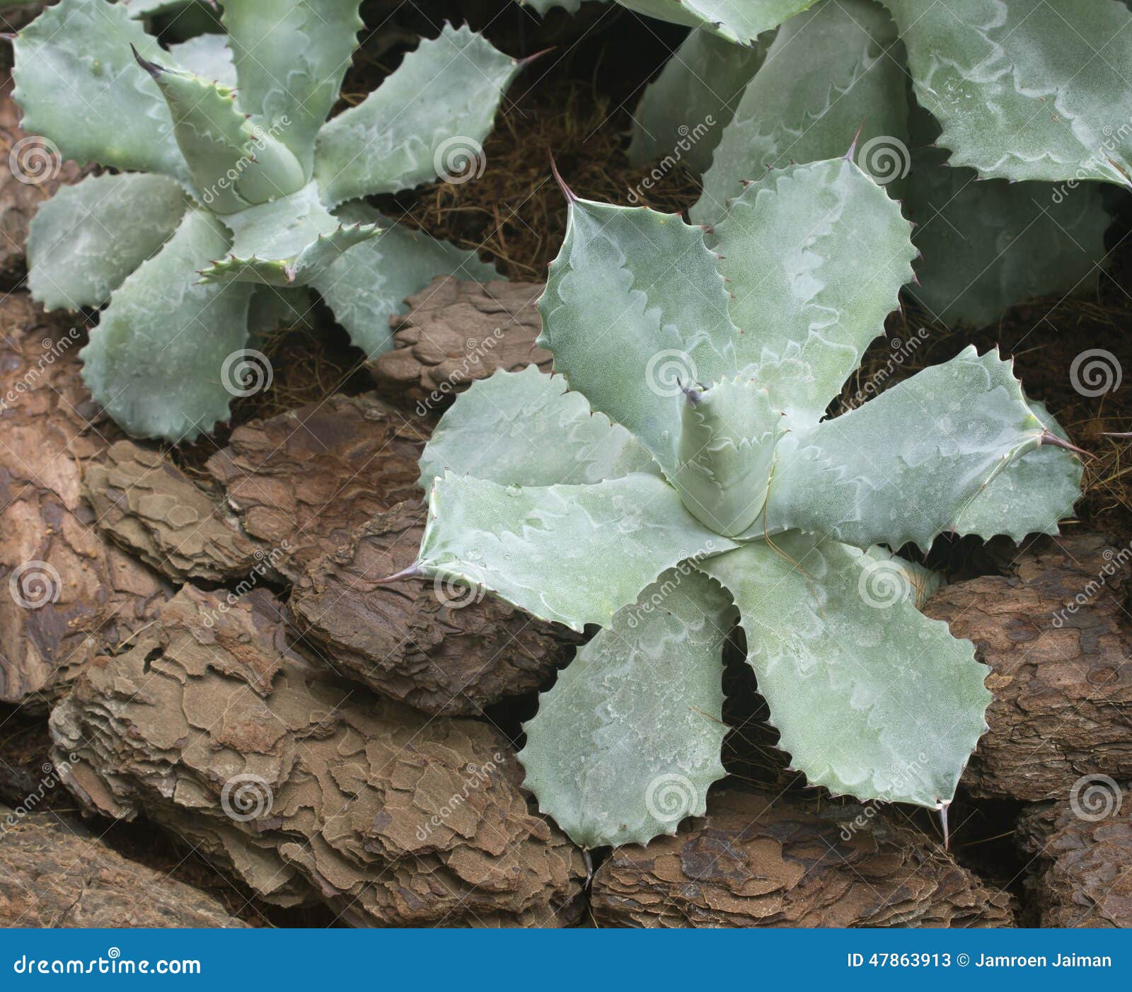 Sharp Pointed Agave Plant Leaves Stock Image - Image of botany ...
