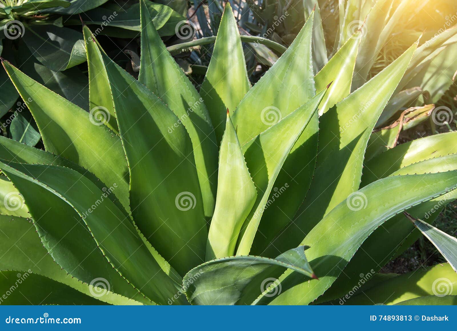 Sharp pointed agave plant stock image. Image of agave - 74893813
