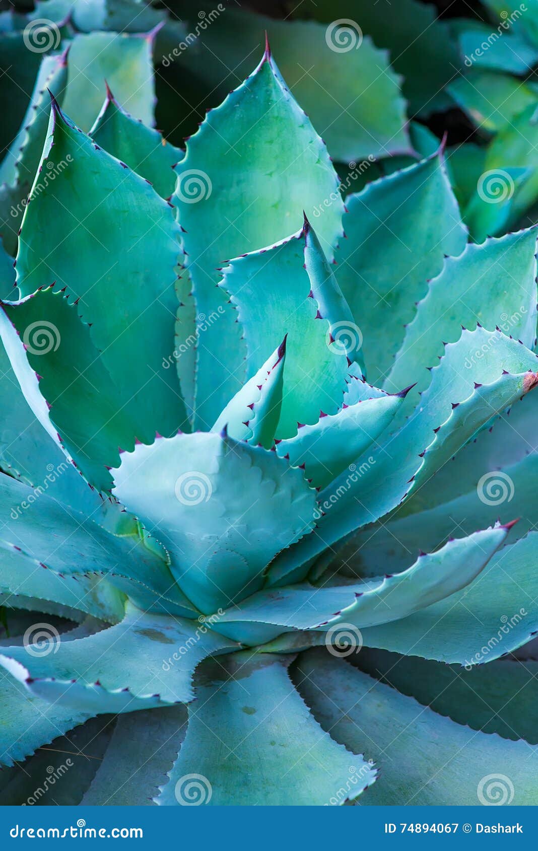 Sharp pointed agave plant stock image. Image of background - 74894067