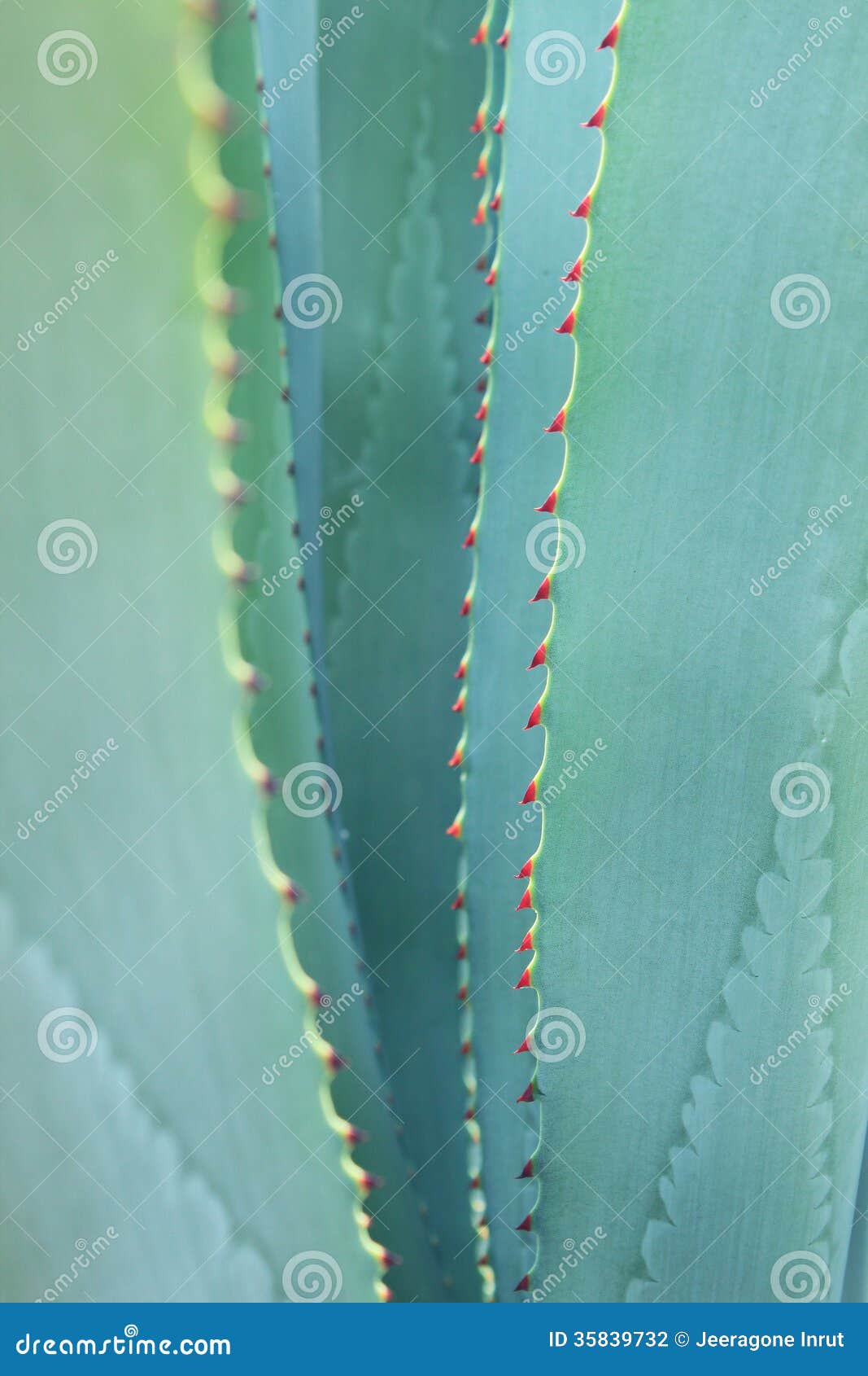 Sharp Pointed Agave Plant Leaves Stock Photo - Image of desert ...