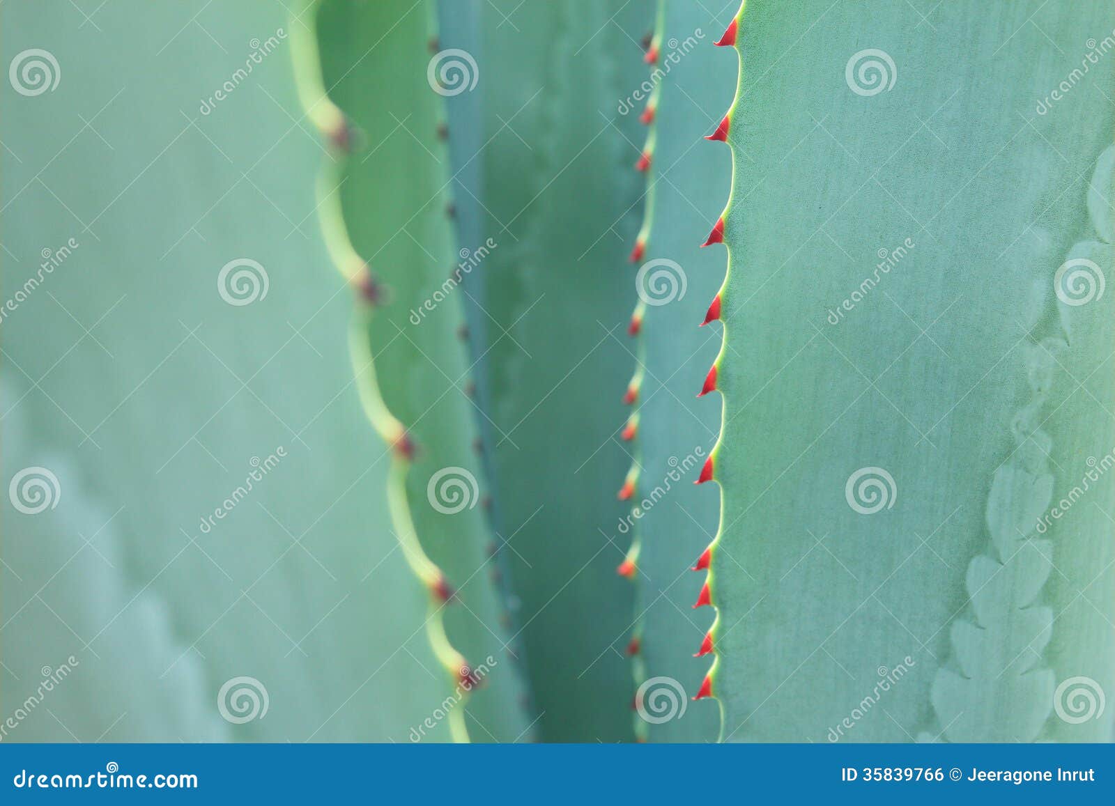 Sharp Pointed Agave Plant Leaves Stock Photo - Image of contrast, spine ...