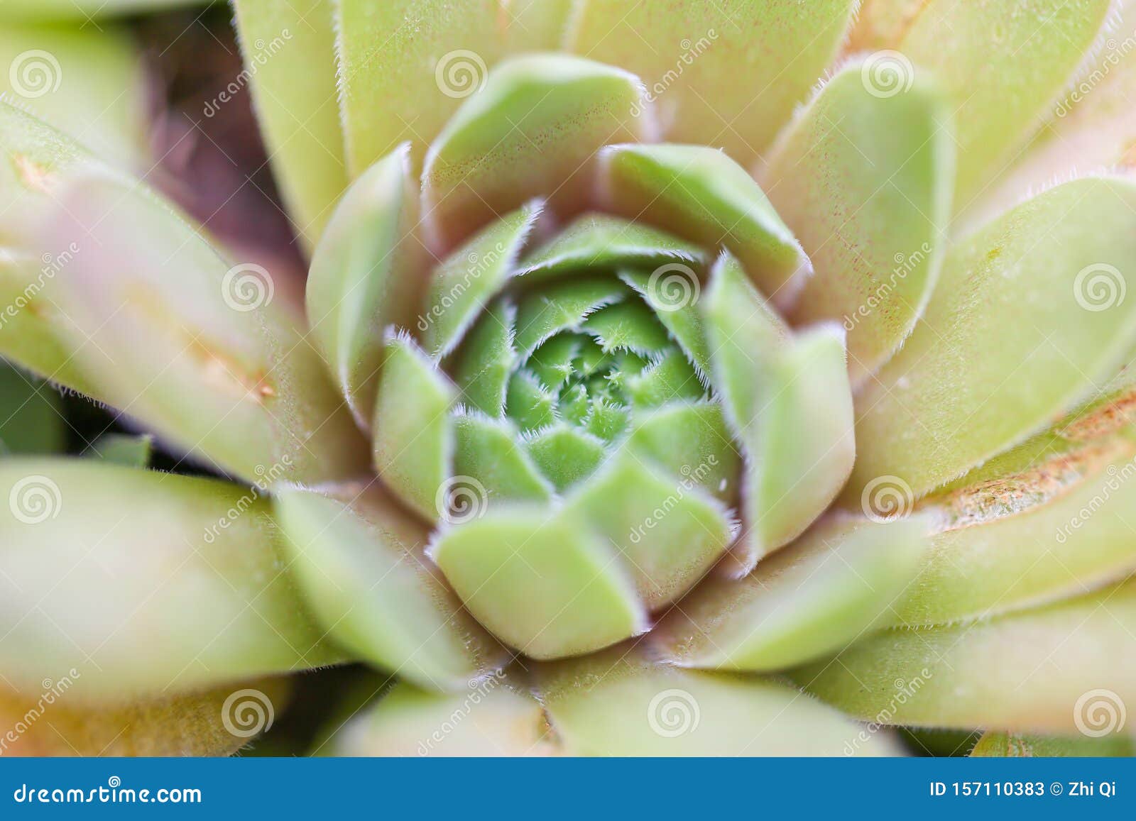 Sharp Pointed Agave Plant Leaves Stock Image - Image of detail ...