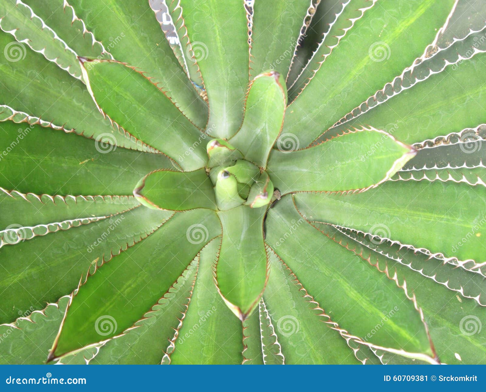 Sharp Pointed Agave Plant Leaves Stock Image - Image of macro, cactus ...