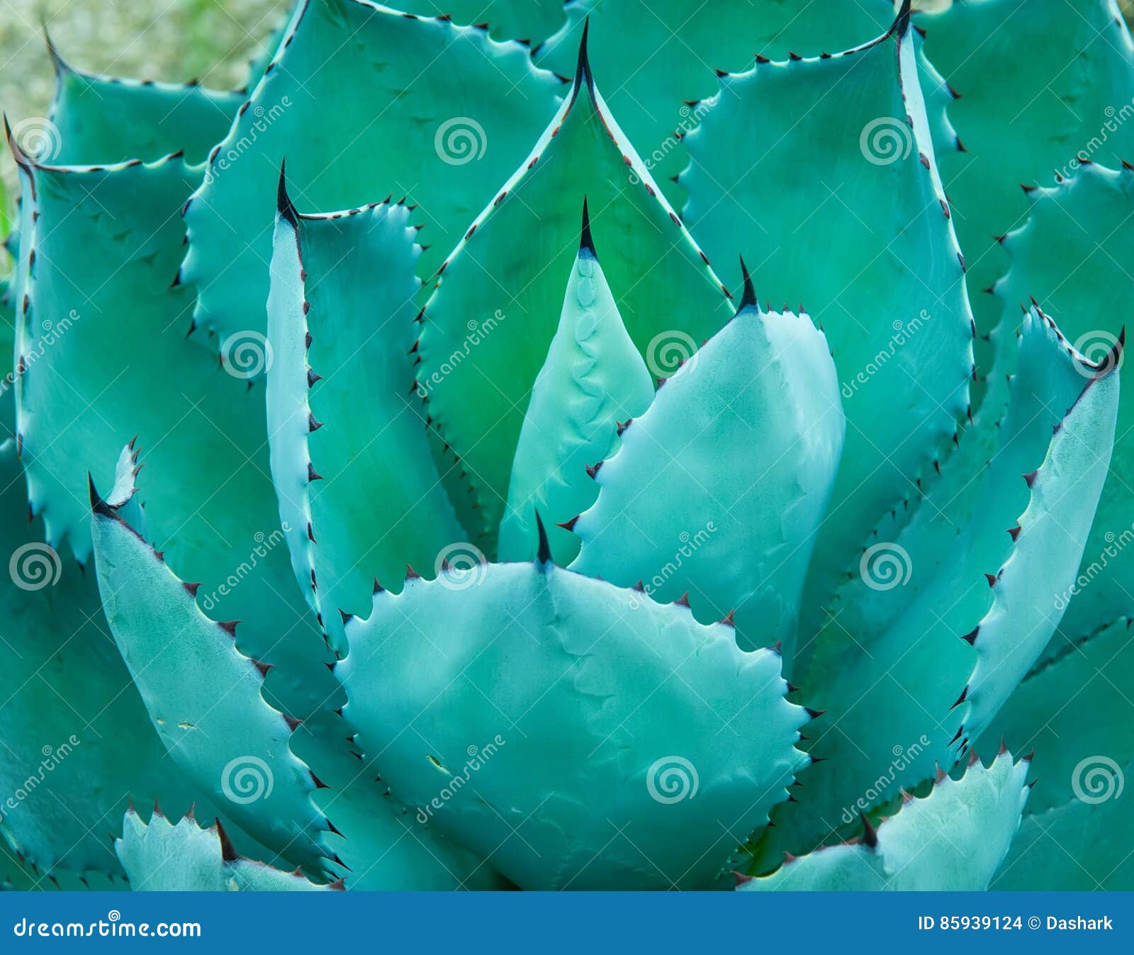 Sharp pointed agave stock photo. Image of botany, green - 85939124 Sharp pointed agave stock photo. Image of botany, green - 85939124