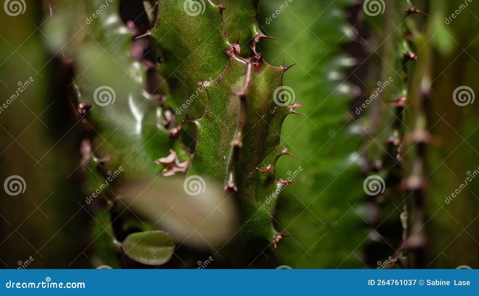 Sharp and Pointy Green Cactus Close Up Stock Image - Image of cactus ...