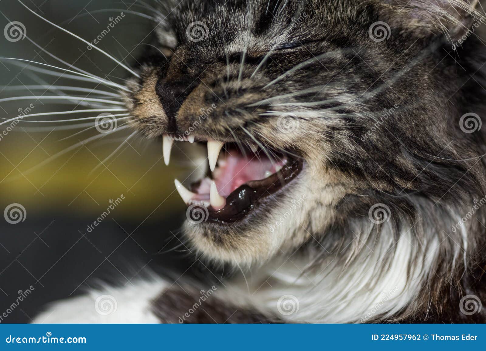 Sharp Pointy Teeth from a Maine Coone Cat Detail Stock Photo - Image of ...