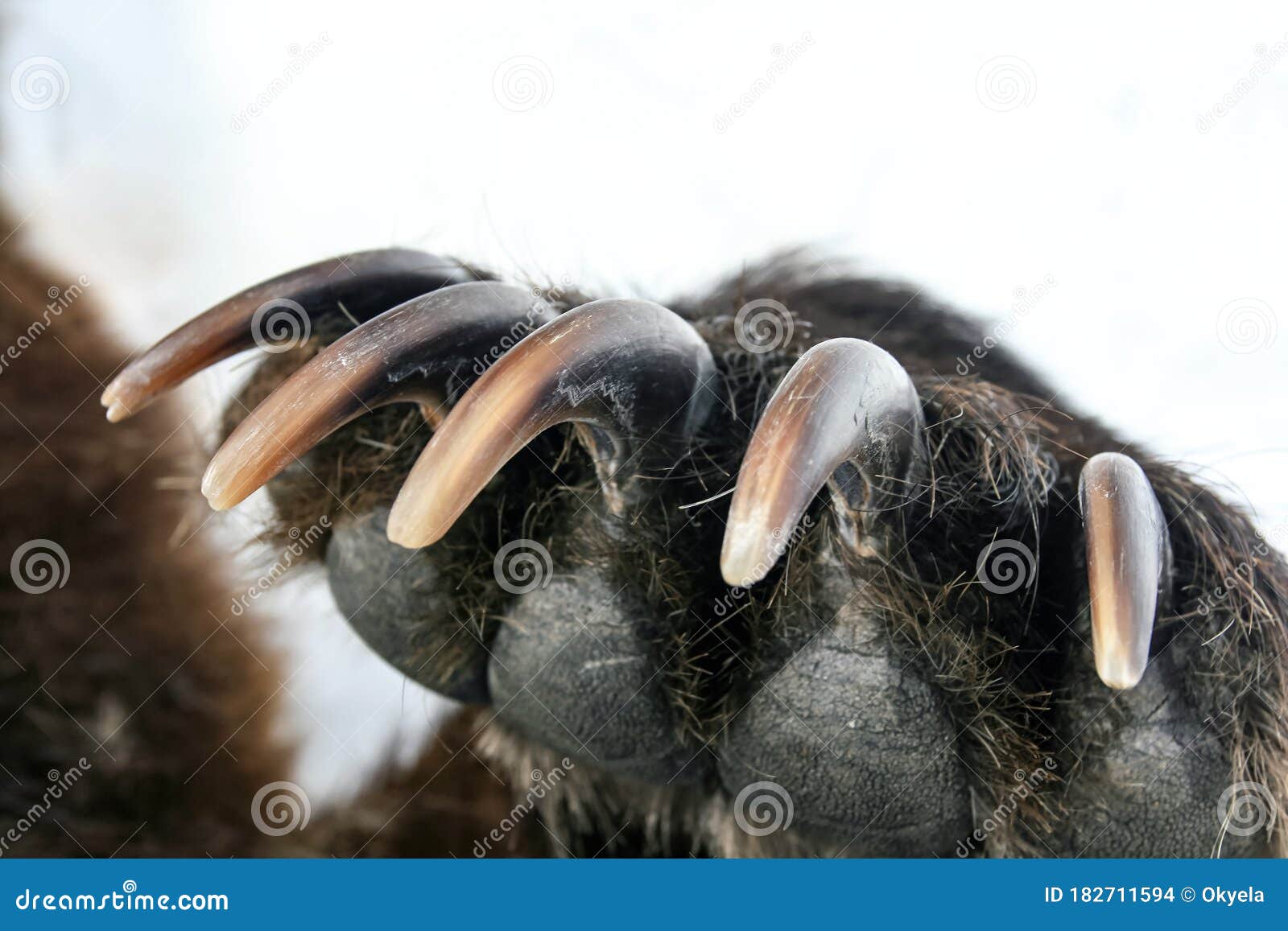 Sharp Powerful Bear Claws On The Front Paw Close-up Stock Photography ...