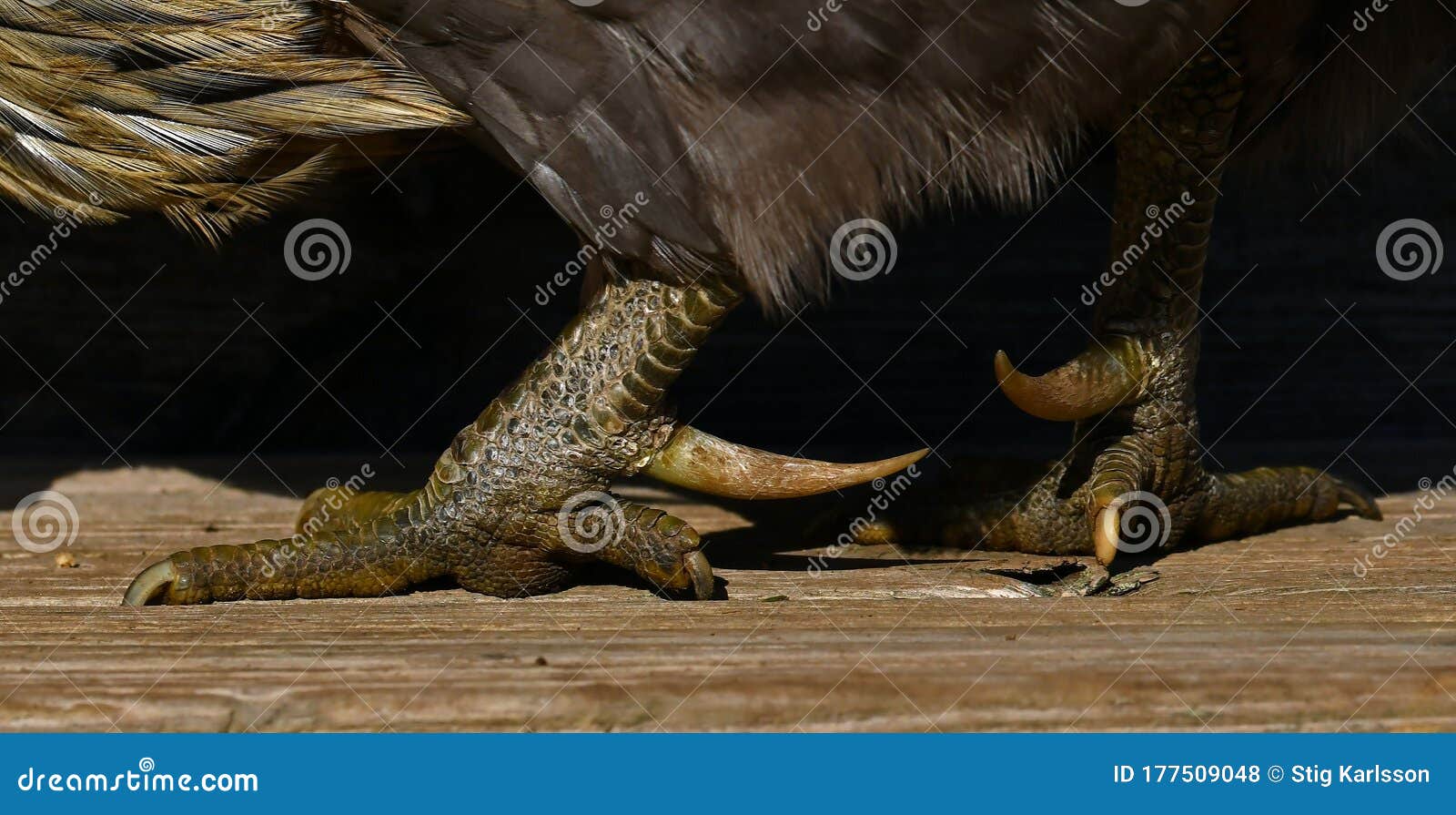 Leg of Rooster with Spurs Closeup Stock Photo - Image of domesticus ...