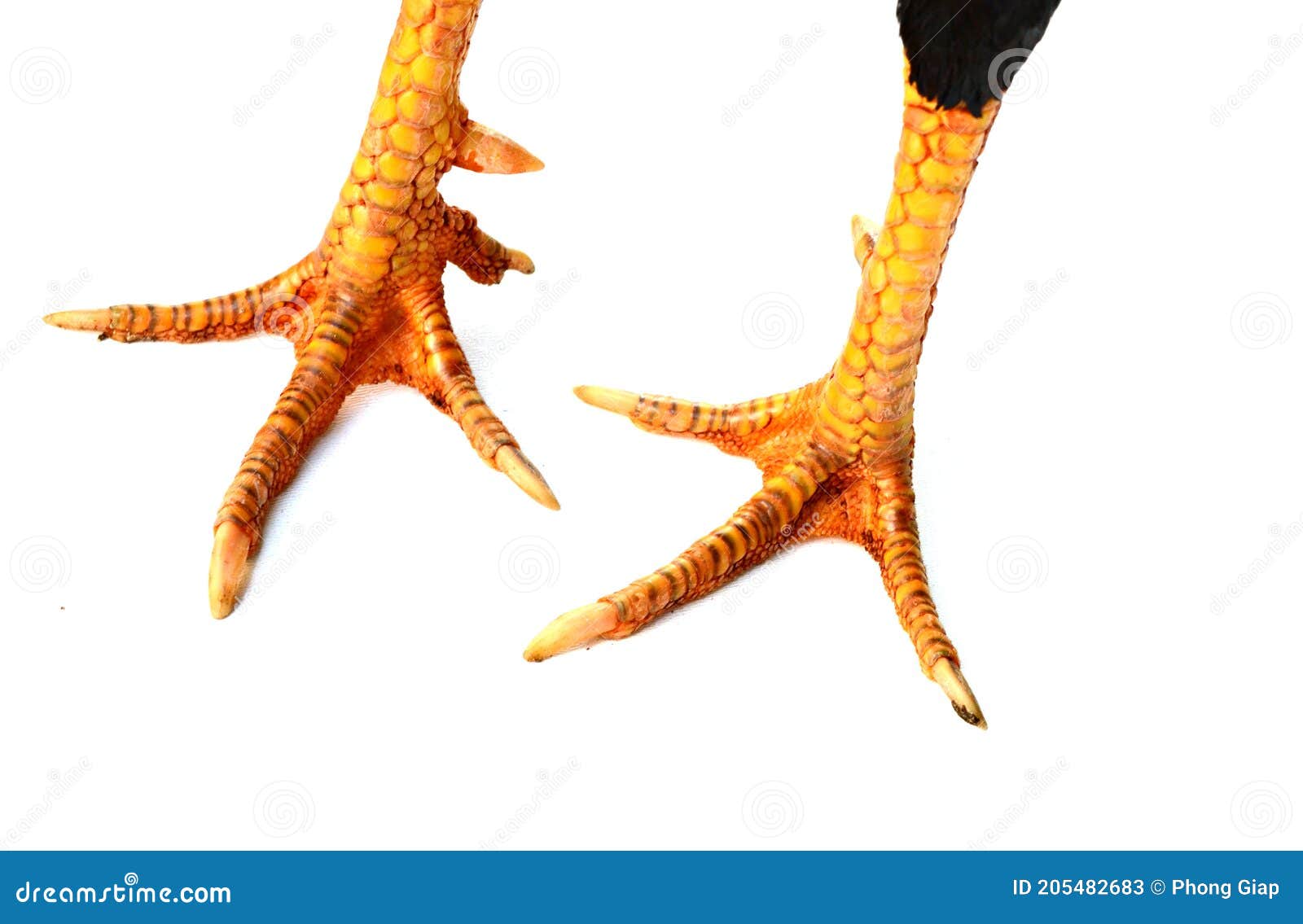 Leg of Rooster with Spurs Closeup Stock Image - Image of animals ...