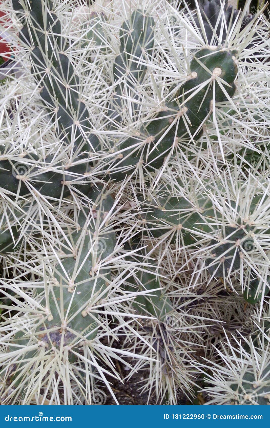 Sharp-prickly cactus tree stock photo. Image of snow - 181222960