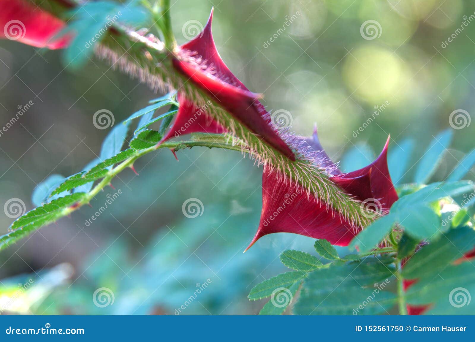Sharp Red Thorns at Twig of a Rose Bush Stock Photo - Image of branch ...