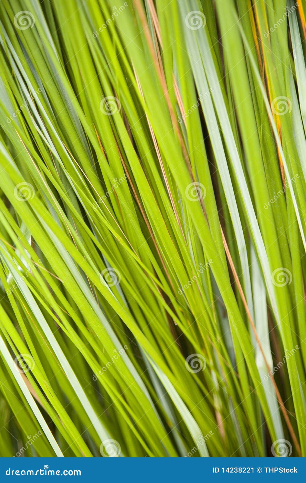 Sharp Reeds stock image. Image of tree, reed, tasmania - 14238221