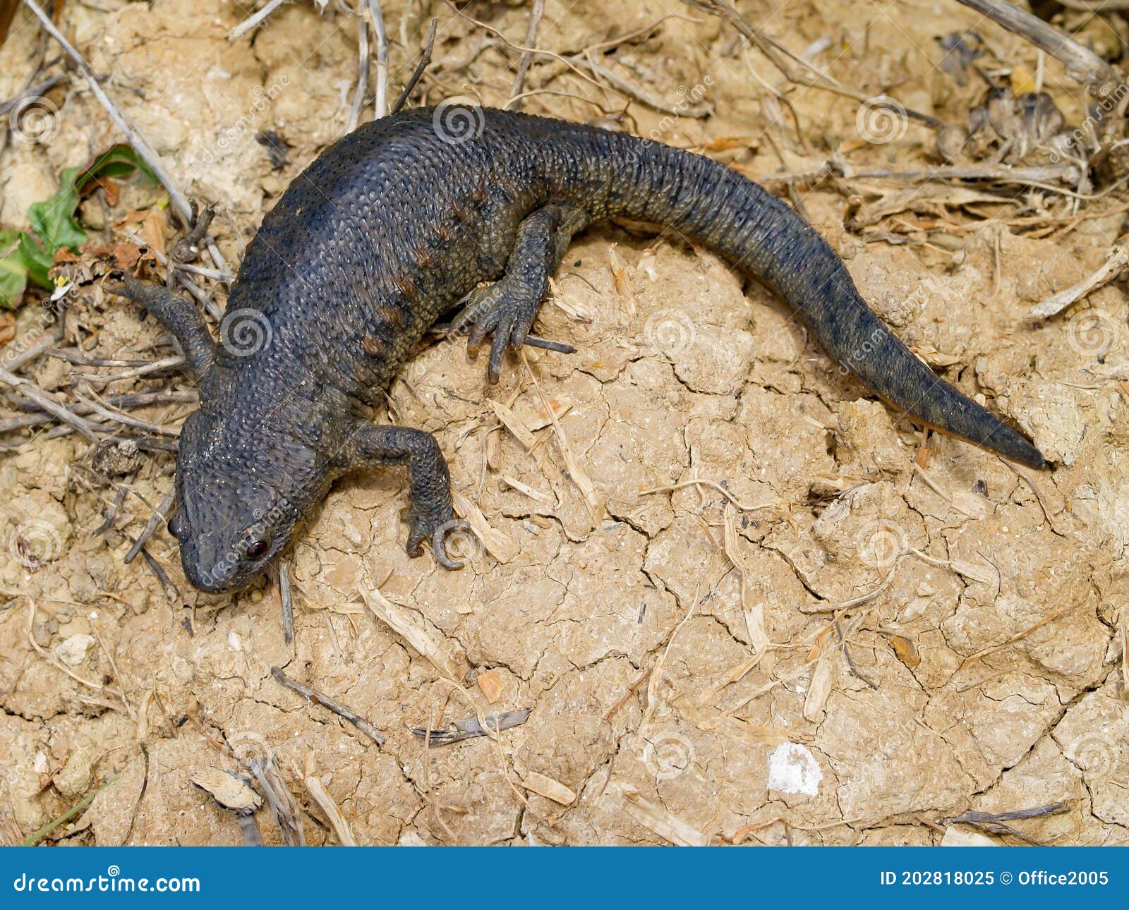 Sharp Ribbed Newt, Pleurodeles Waltl Stock Image - Image of animal ...