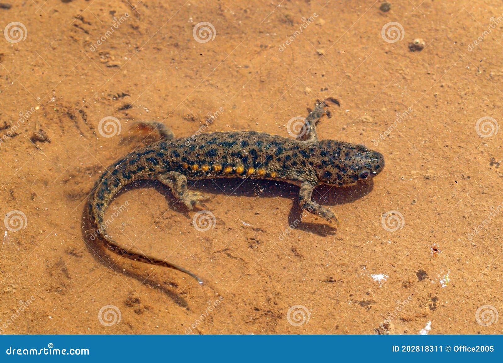 Sharp Ribbed Newt, Pleurodeles Waltl Stock Image - Image of spain ...