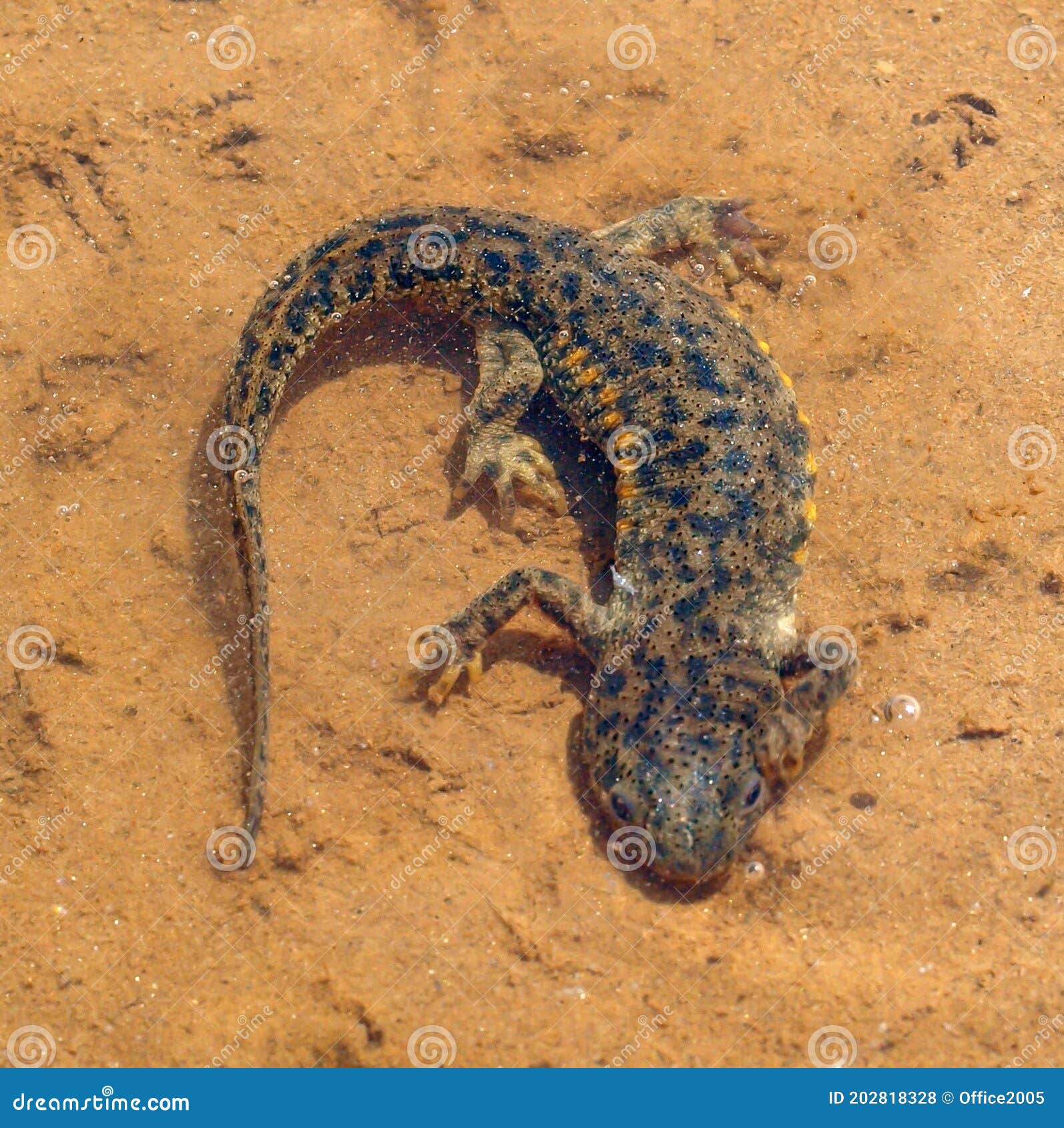 Sharp Ribbed Newt, Pleurodeles Waltl Stock Photo - Image of spain, newt ...