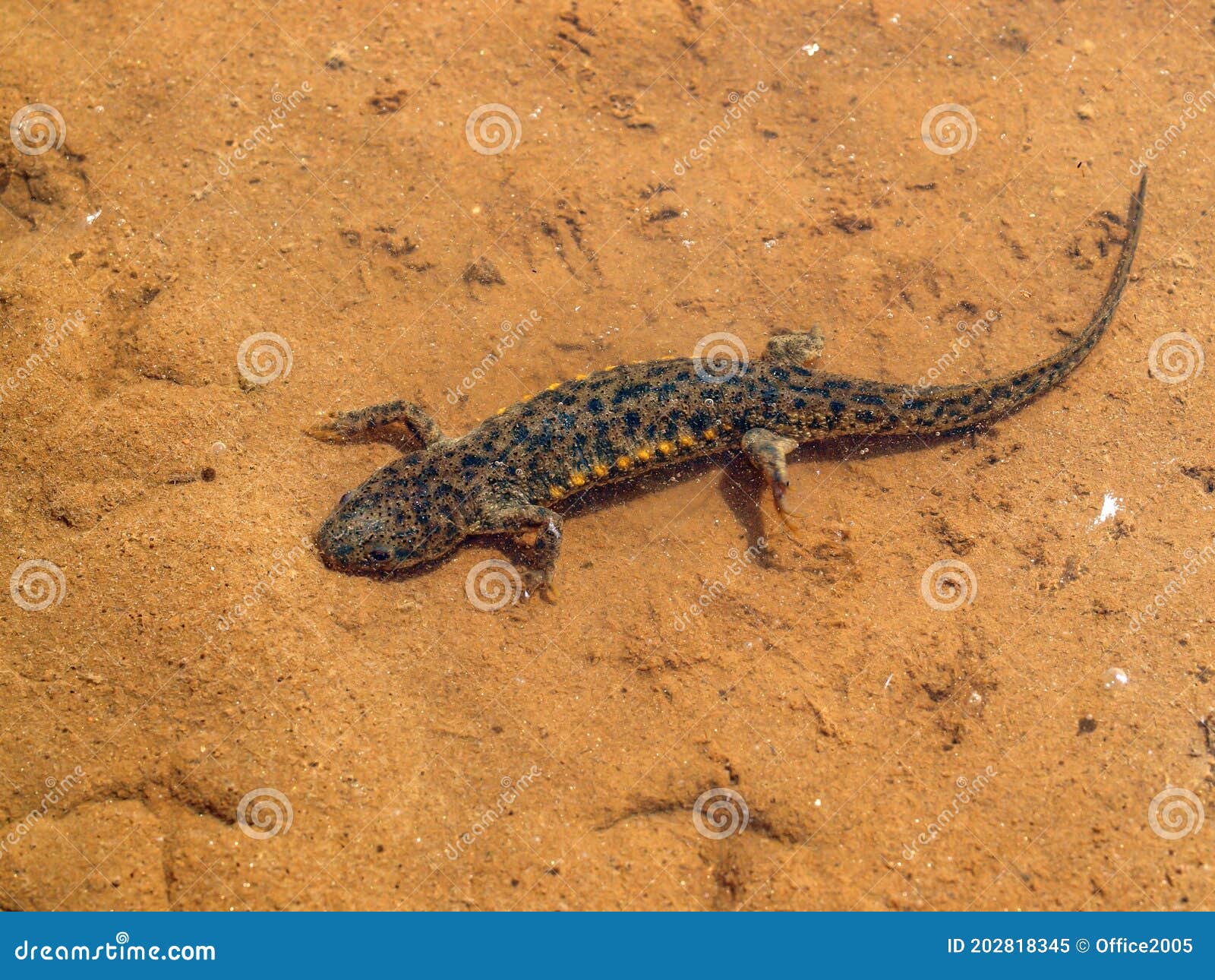 Sharp Ribbed Newt, Pleurodeles Waltl Stock Image - Image of macro ...