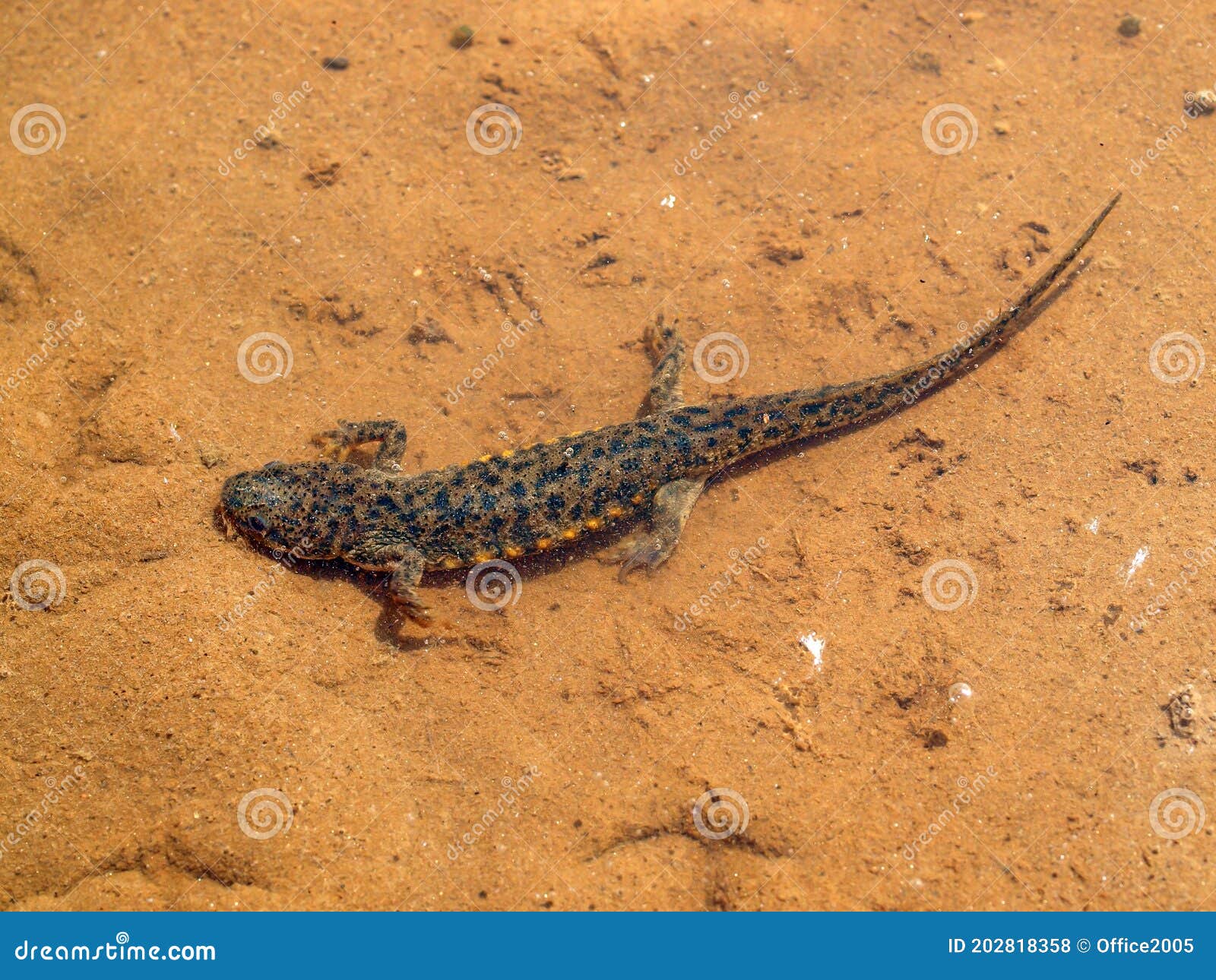 Sharp Ribbed Newt, Pleurodeles Waltl Stock Photo - Image of europe ...