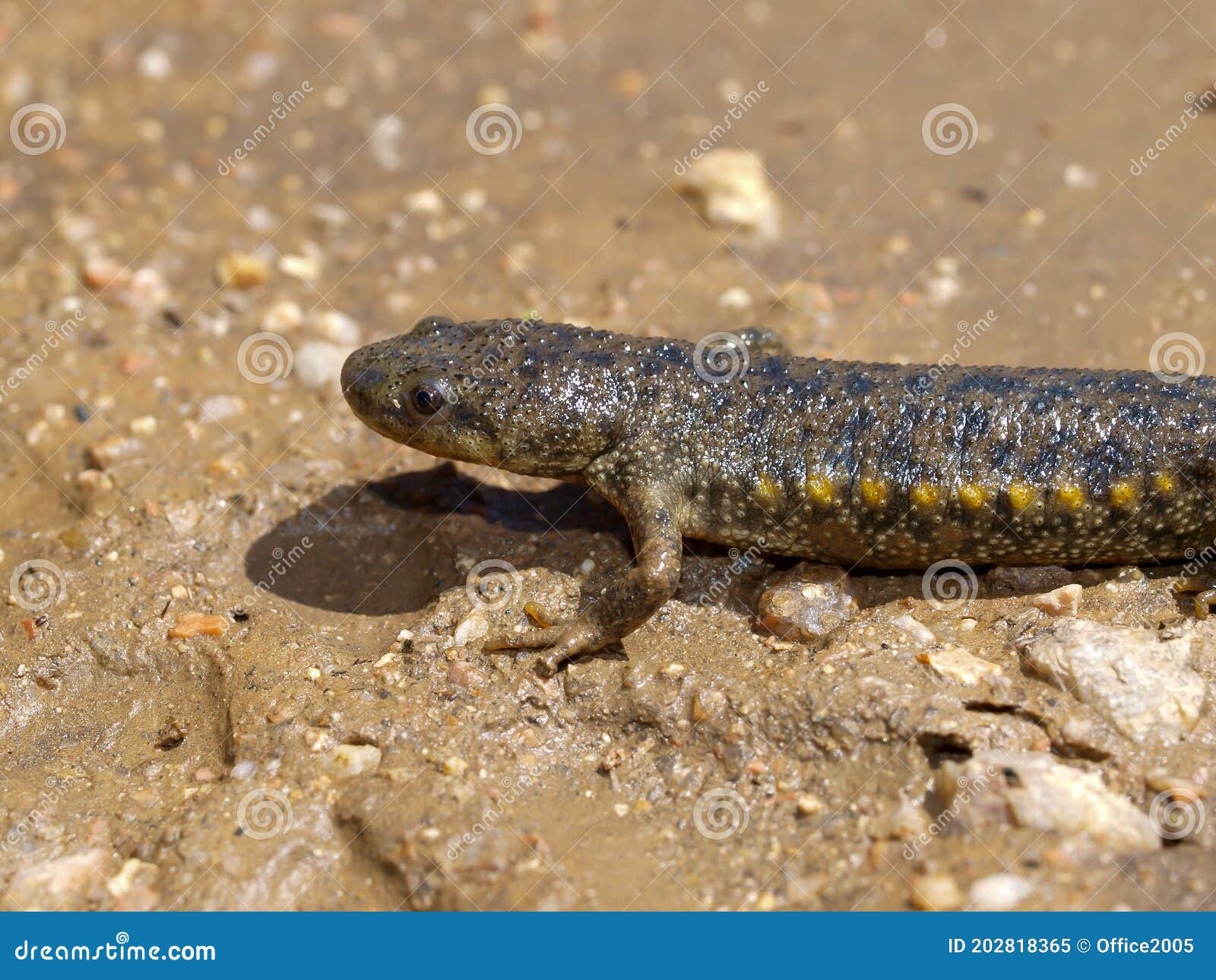 Sharp Ribbed Newt, Pleurodeles Waltl Stock Image - Image of salamander ...