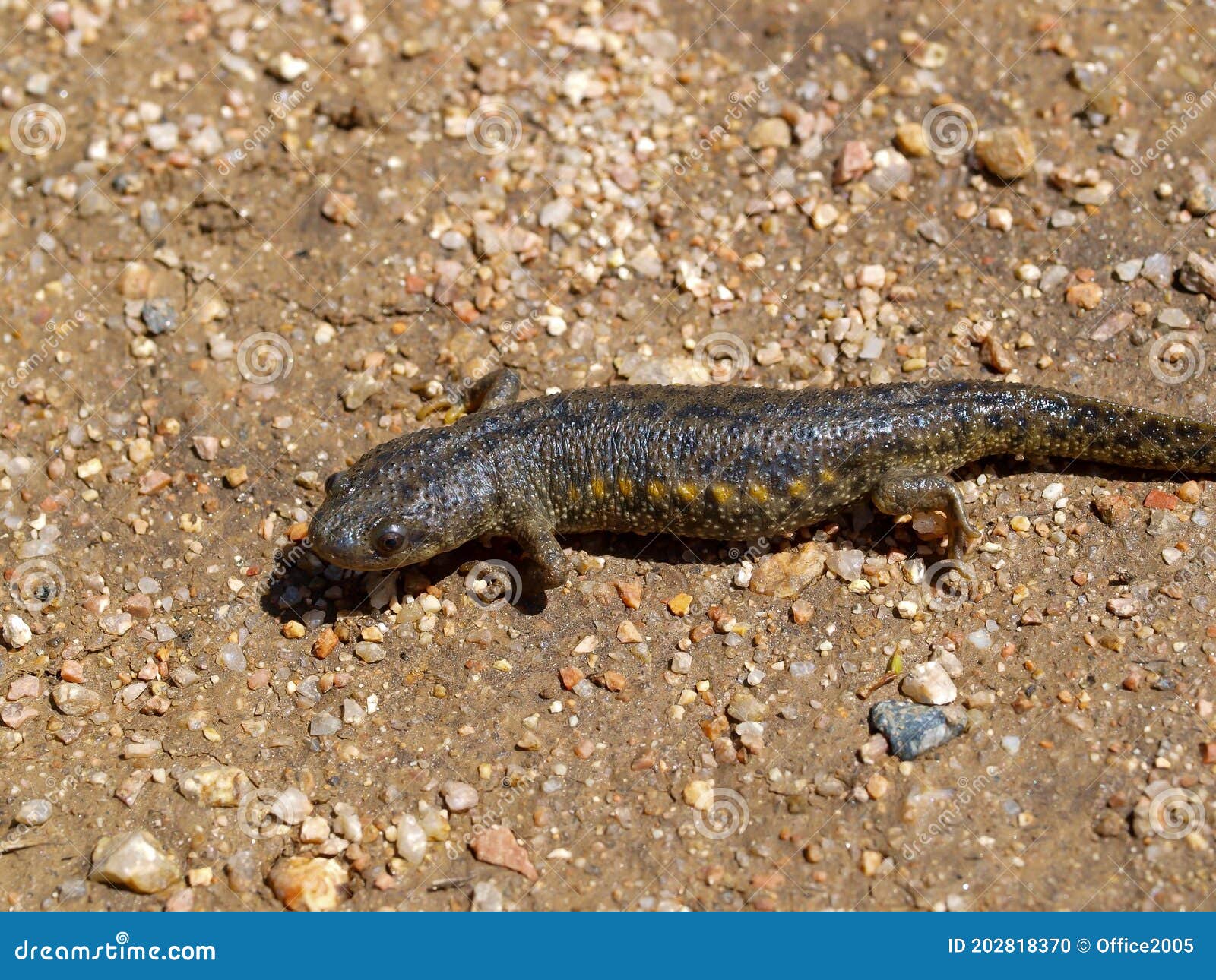 Sharp Ribbed Newt, Pleurodeles Waltl Stock Photo - Image of underwater ...