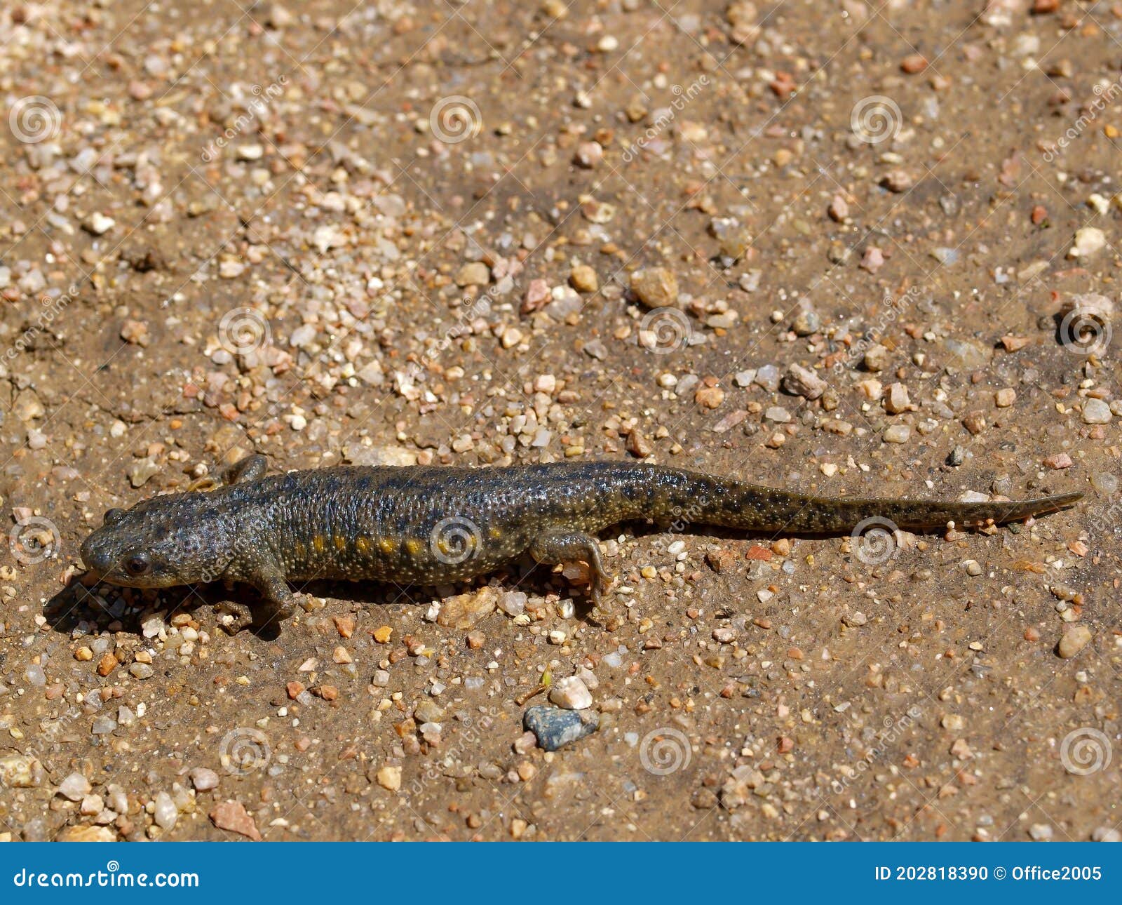 Sharp Ribbed Newt, Pleurodeles Waltl Stock Photo - Image of salamander ...