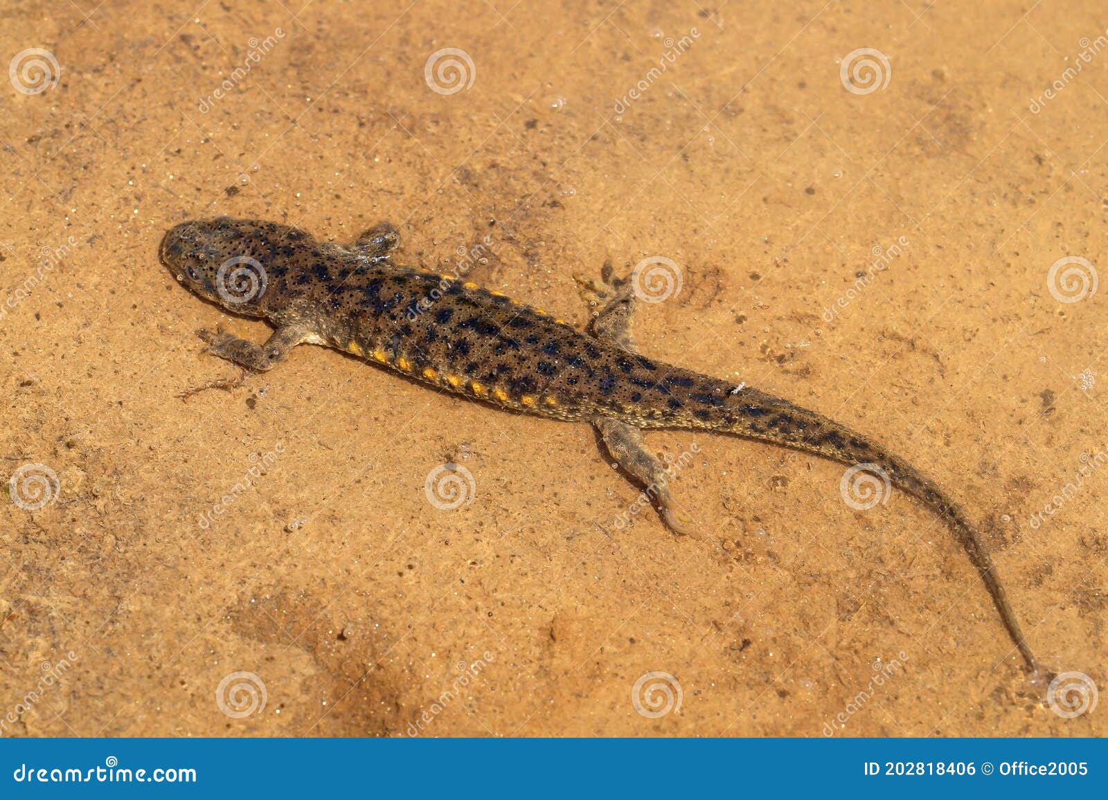 Sharp Ribbed Newt, Pleurodeles Waltl Stock Photo - Image of pleurodeles ...