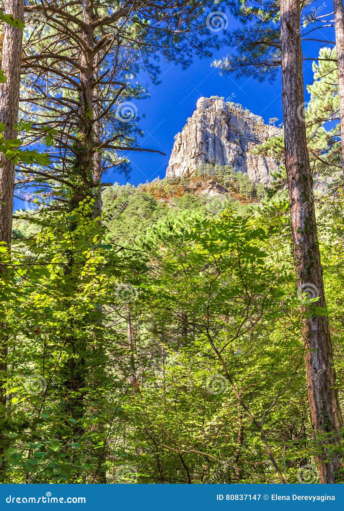 Sharp Rock, Rising Above through the Trunks Stock Image - Image of ...