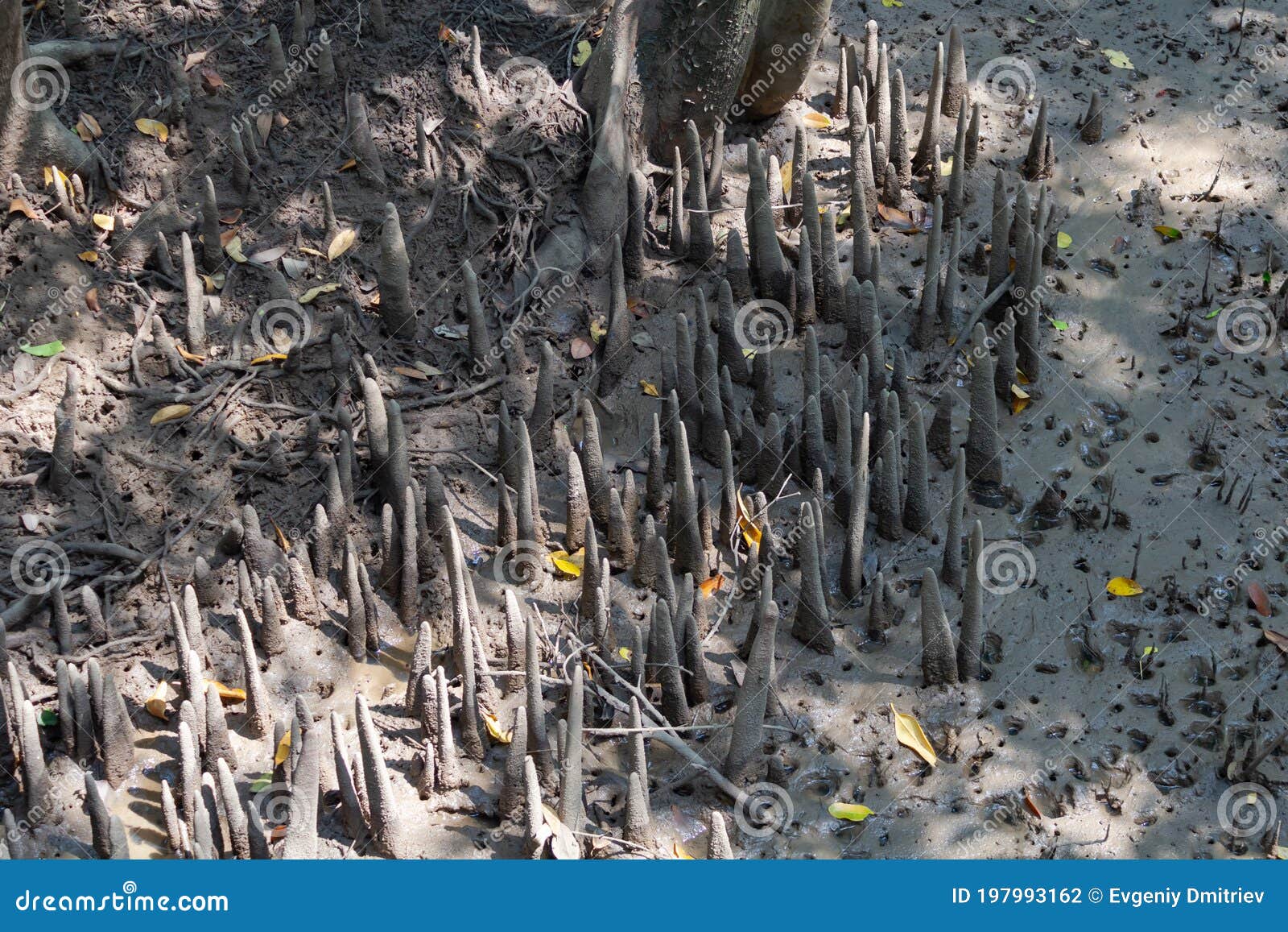 Sharp Roots of Mangrove Tree Stock Photo - Image of egret, natural ...