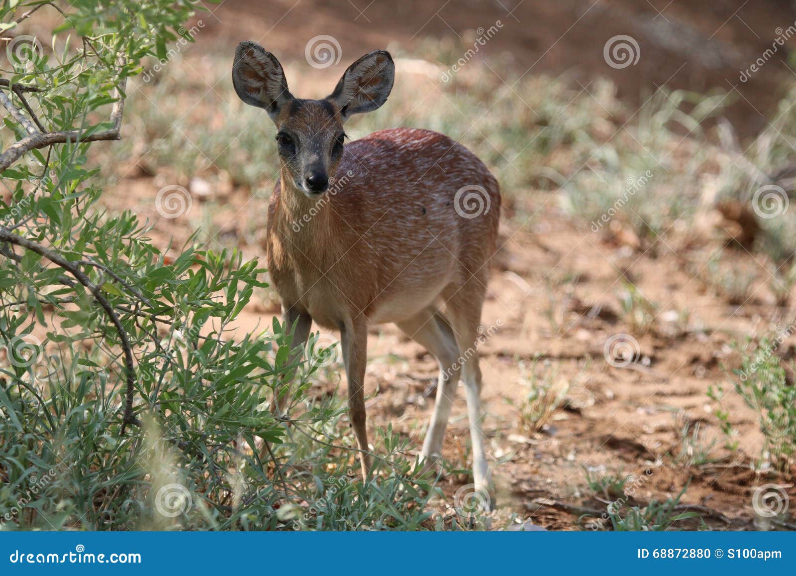 Sharp s Grysbok stock photo. Image of grysbok, african - 68872880