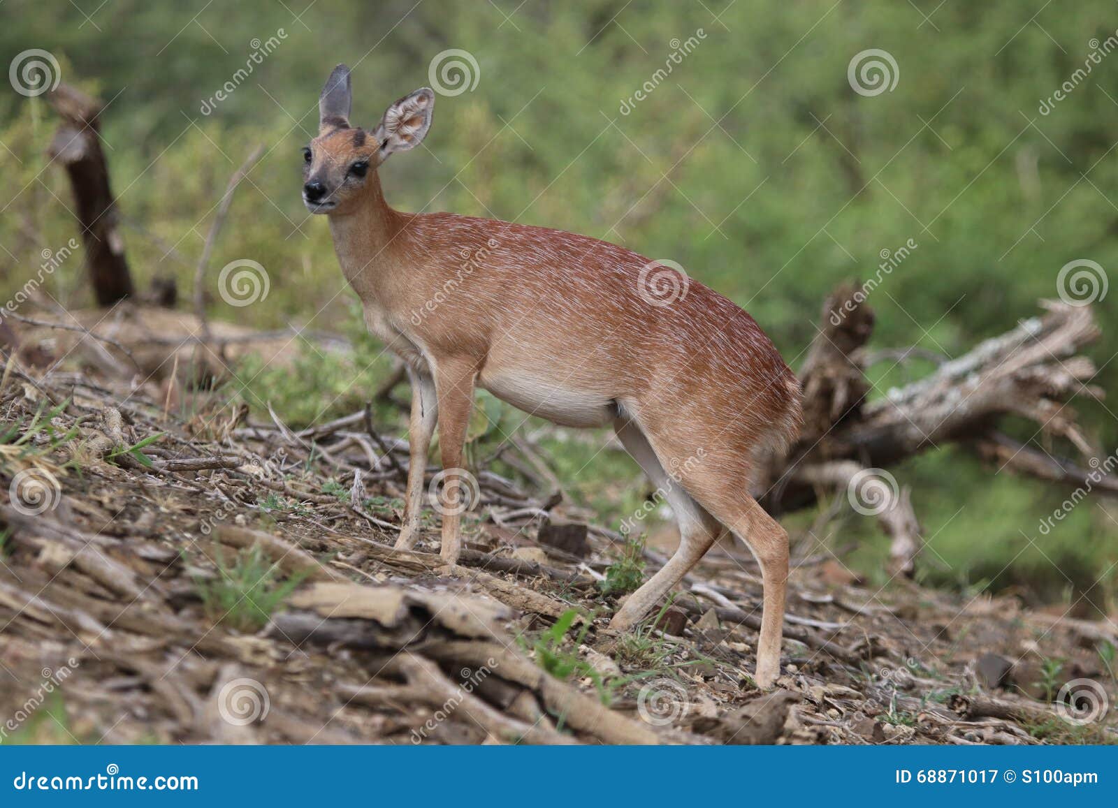 Sharp s Grysbok stock image. Image of standing, small - 68871017