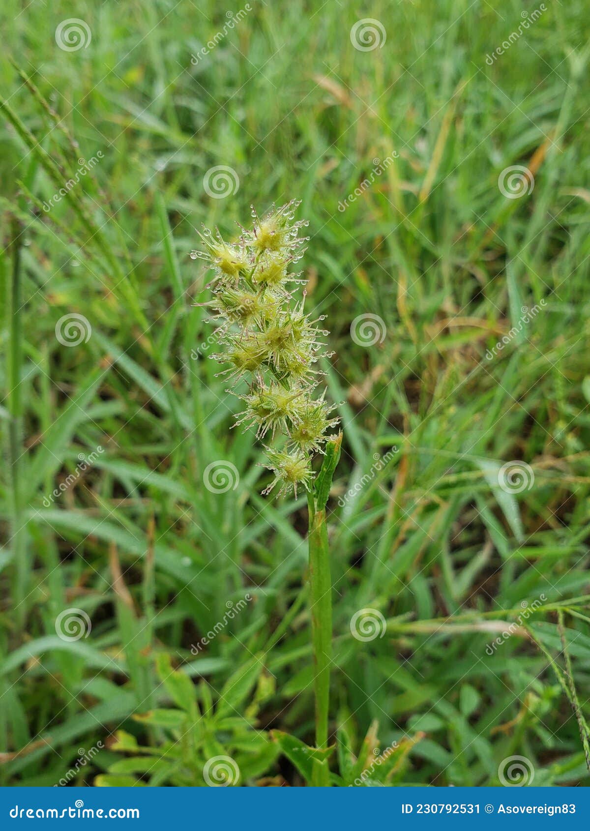 Dry Weed Growing In Old Stone Retaining Wall Stock Image ...