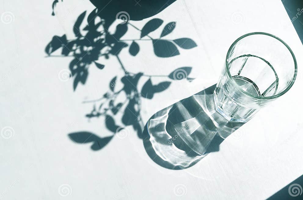 Shadows from an Empty Glass and Leaves. Sharp Shadows on a White ...