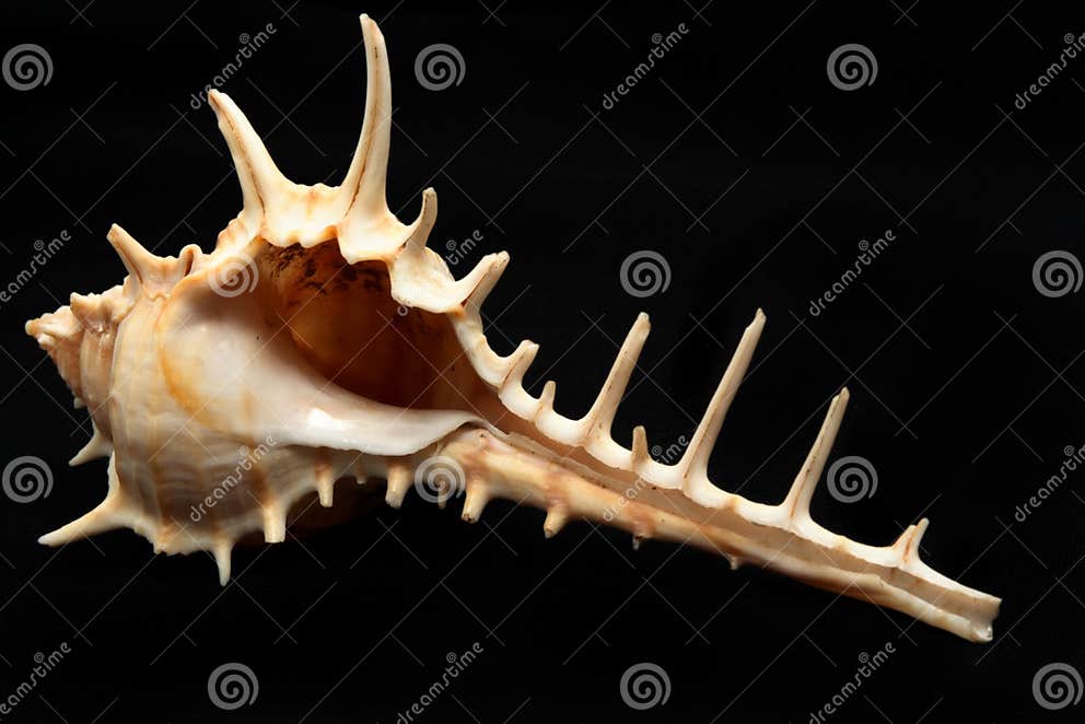 Sharp shell stock image. Image of shiny, white, seafood - 15062441