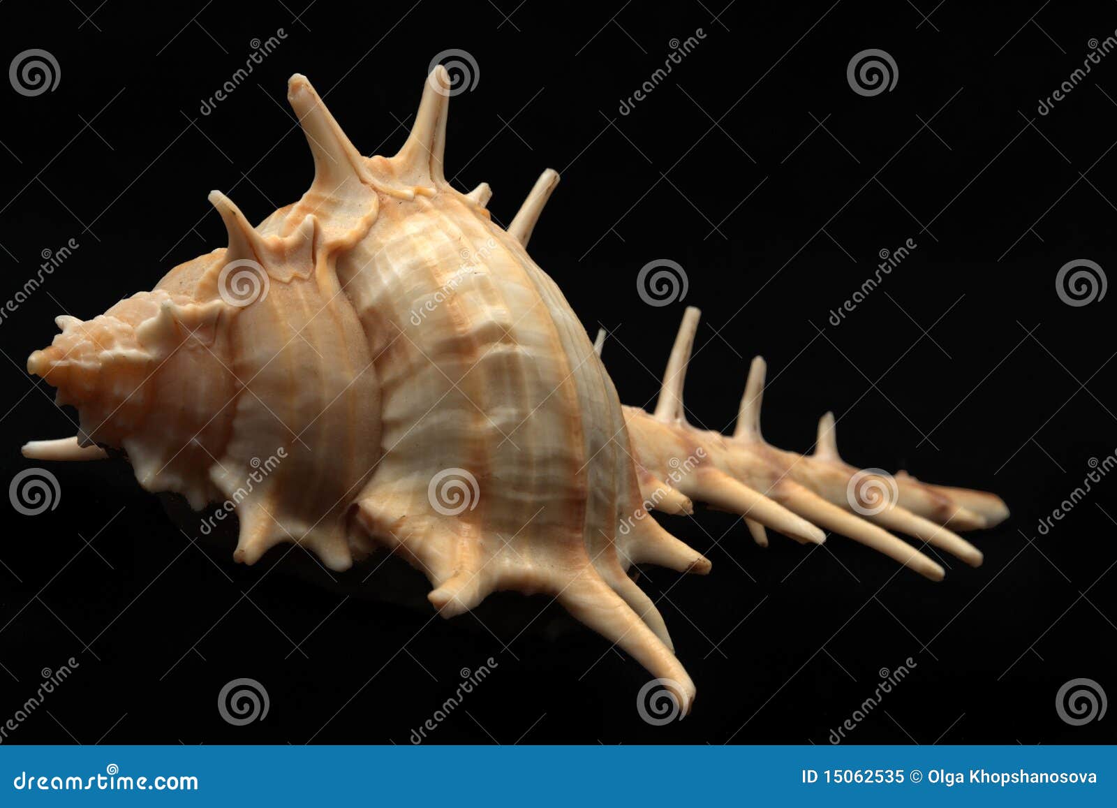 Sharp shell stock image. Image of travel, vacations, shellfish - 15062535