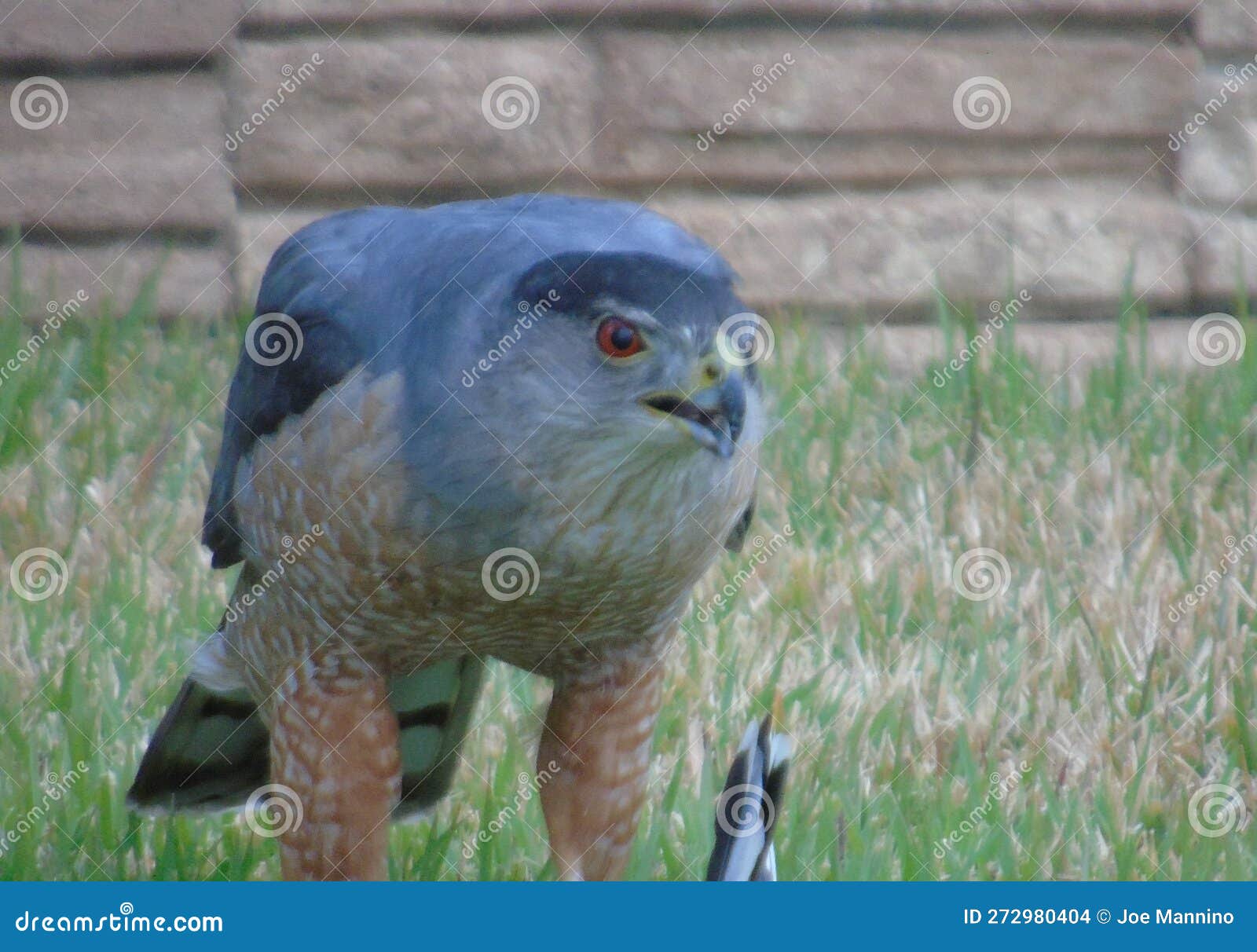 Sharp Shinned Coopers Hawk stock photo. Image of shinned - 272980404