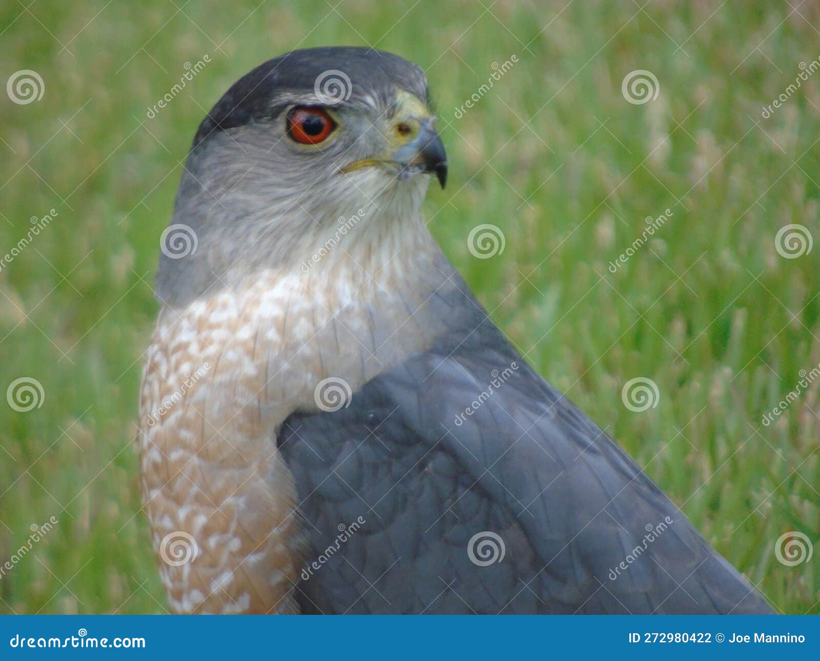 Sharp Shinned Coopers Hawk stock photo. Image of florida - 272980422