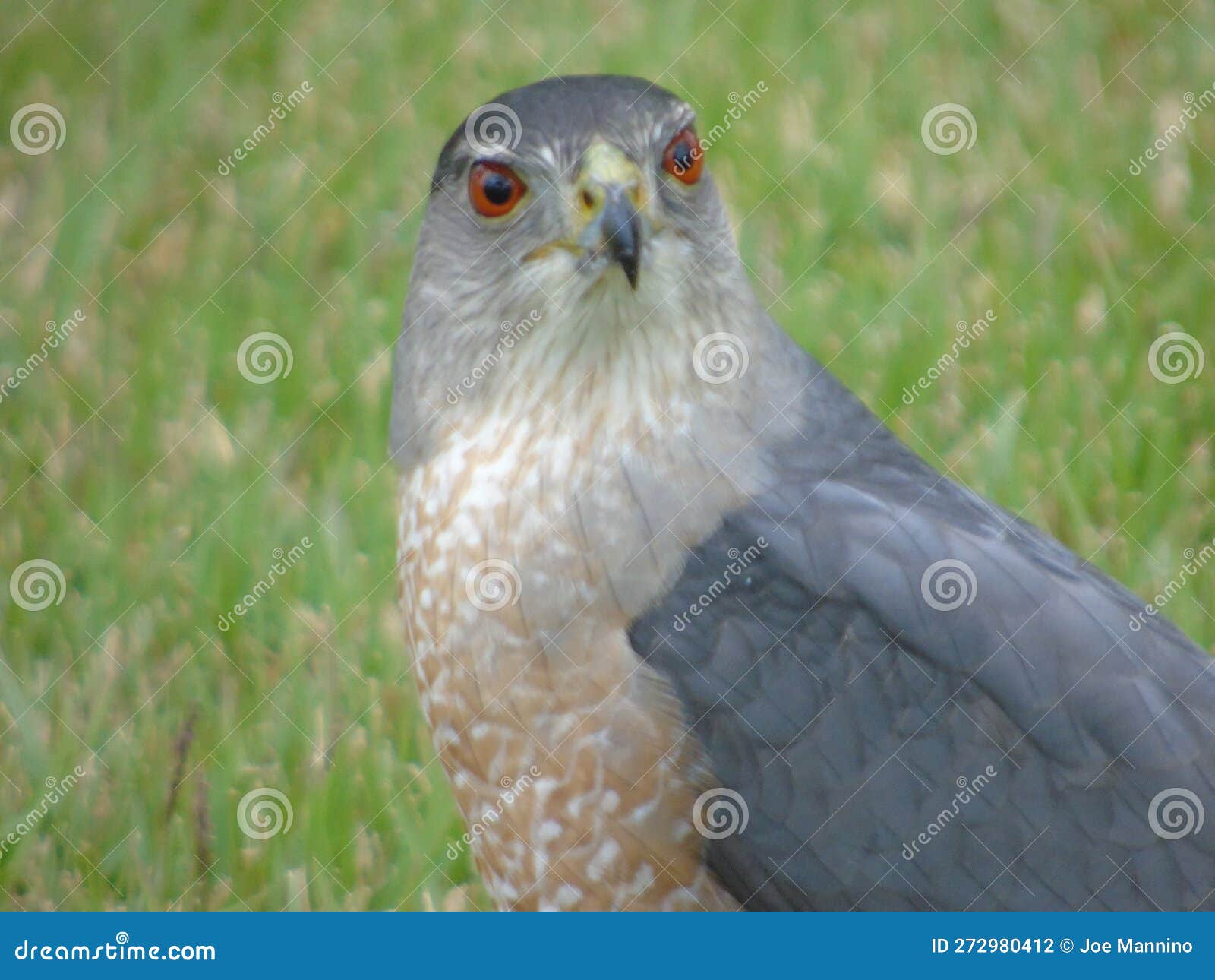 Sharp Shinned Coopers Hawk stock photo. Image of wildlife - 272980412