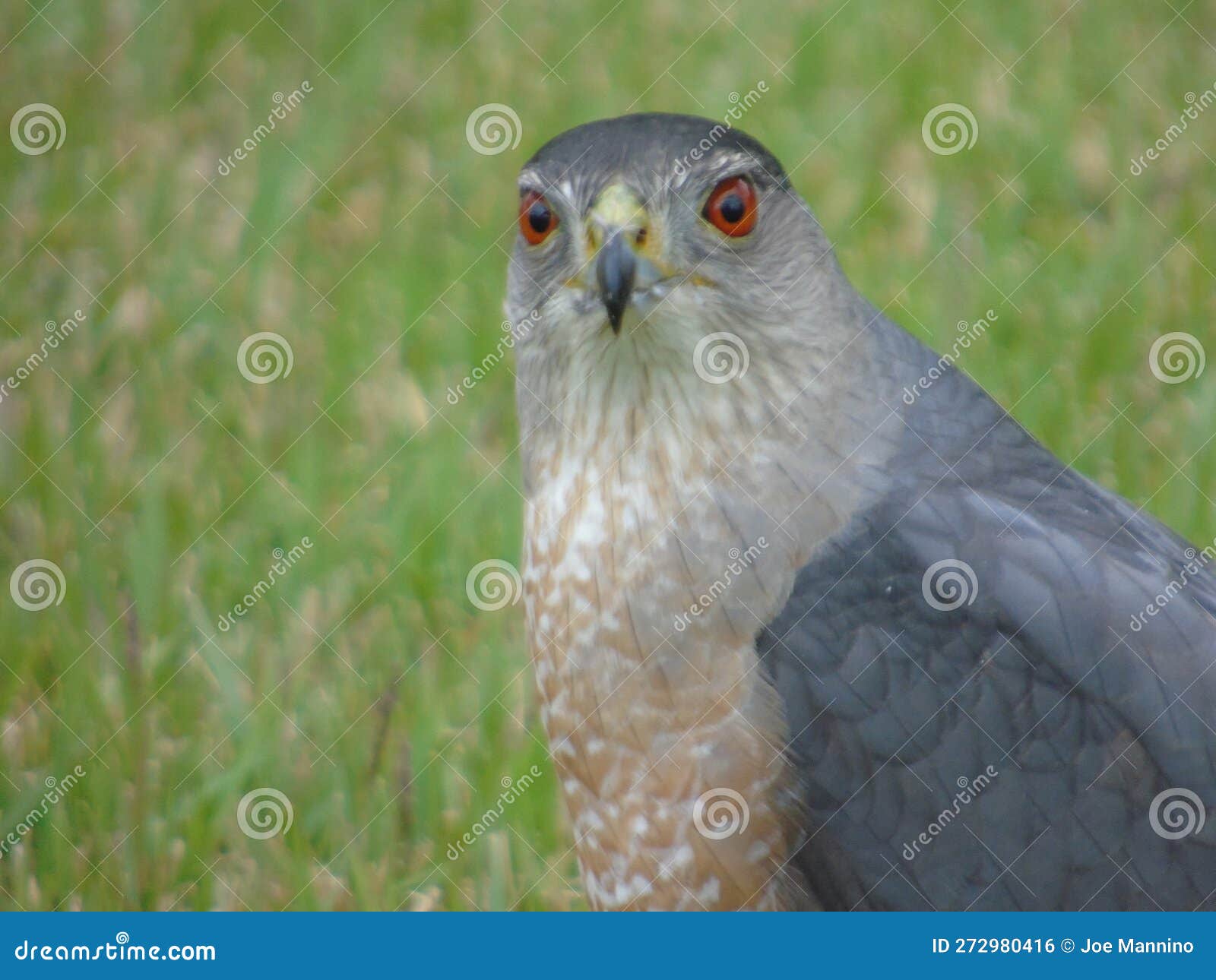 Sharp Shinned Coopers Hawk stock photo. Image of coopers - 272980416