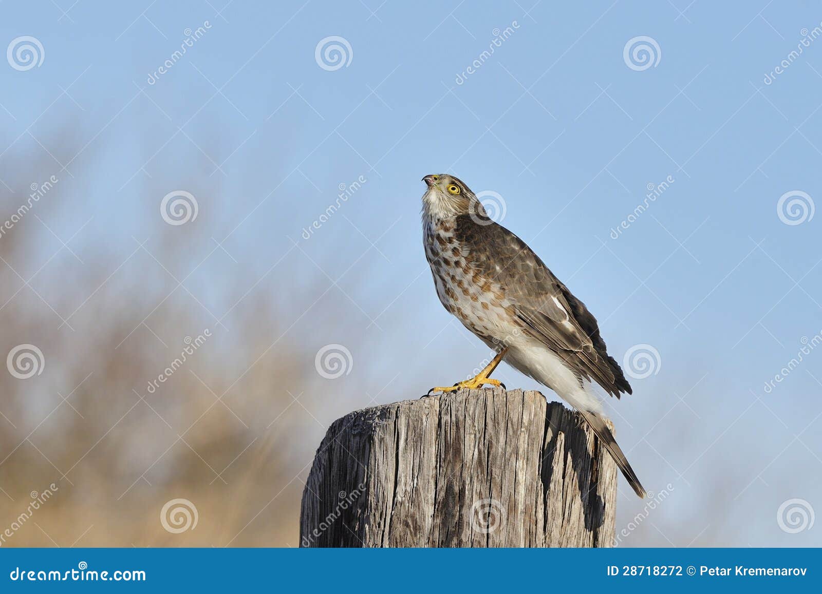 Sharp-shinned Hawk stock photo. Image of avian, claw - 28718272