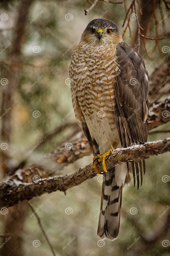 Sharp-shinned Hawk stock photo. Image of talon, wildlife - 28734280