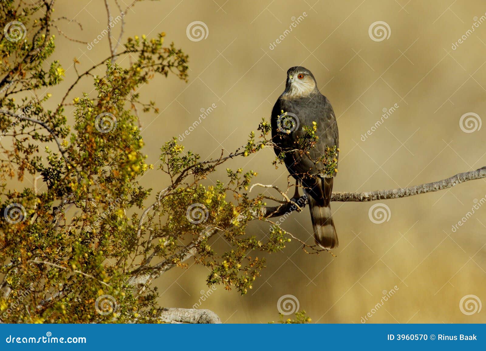 Sharp Shinned Hawk stock photo. Image of solitary, alone - 3960570