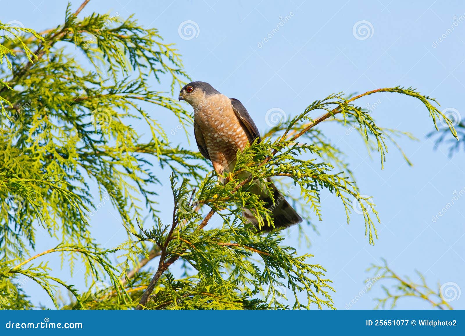 Hawk resting in cedar stock image. Image of hawk, perched - 25651077