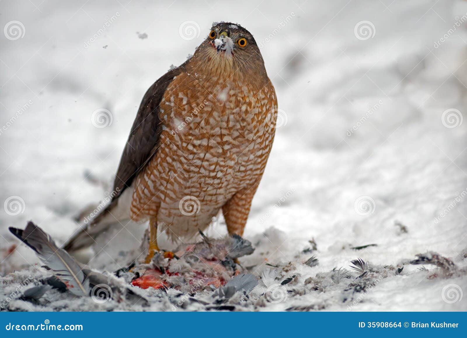 Sharp-shinned Hawk Portrait Taken During Fall Bird Migrations At Hawk ...